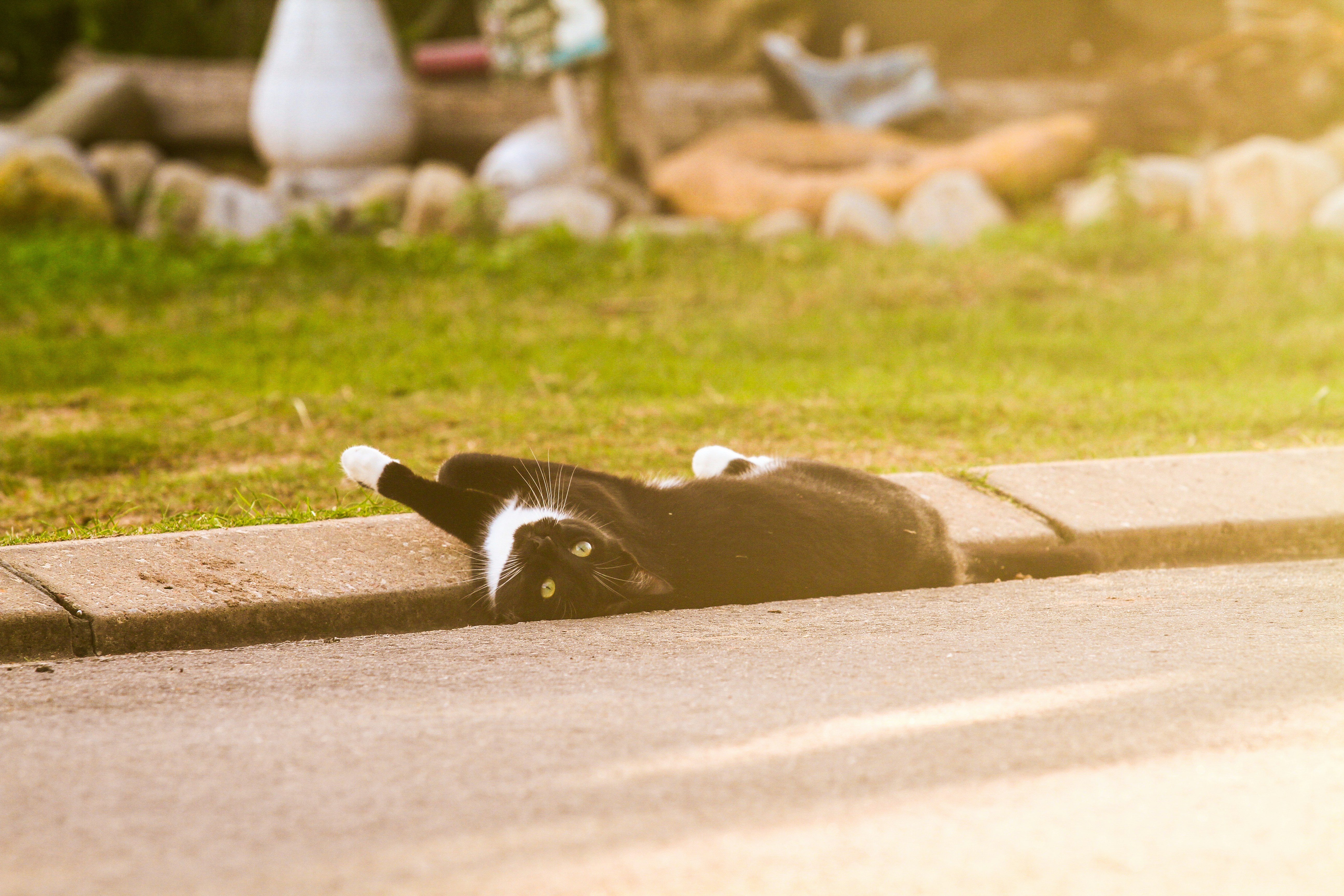 Lulled by the Lane: A Cat Reposes on the Curb