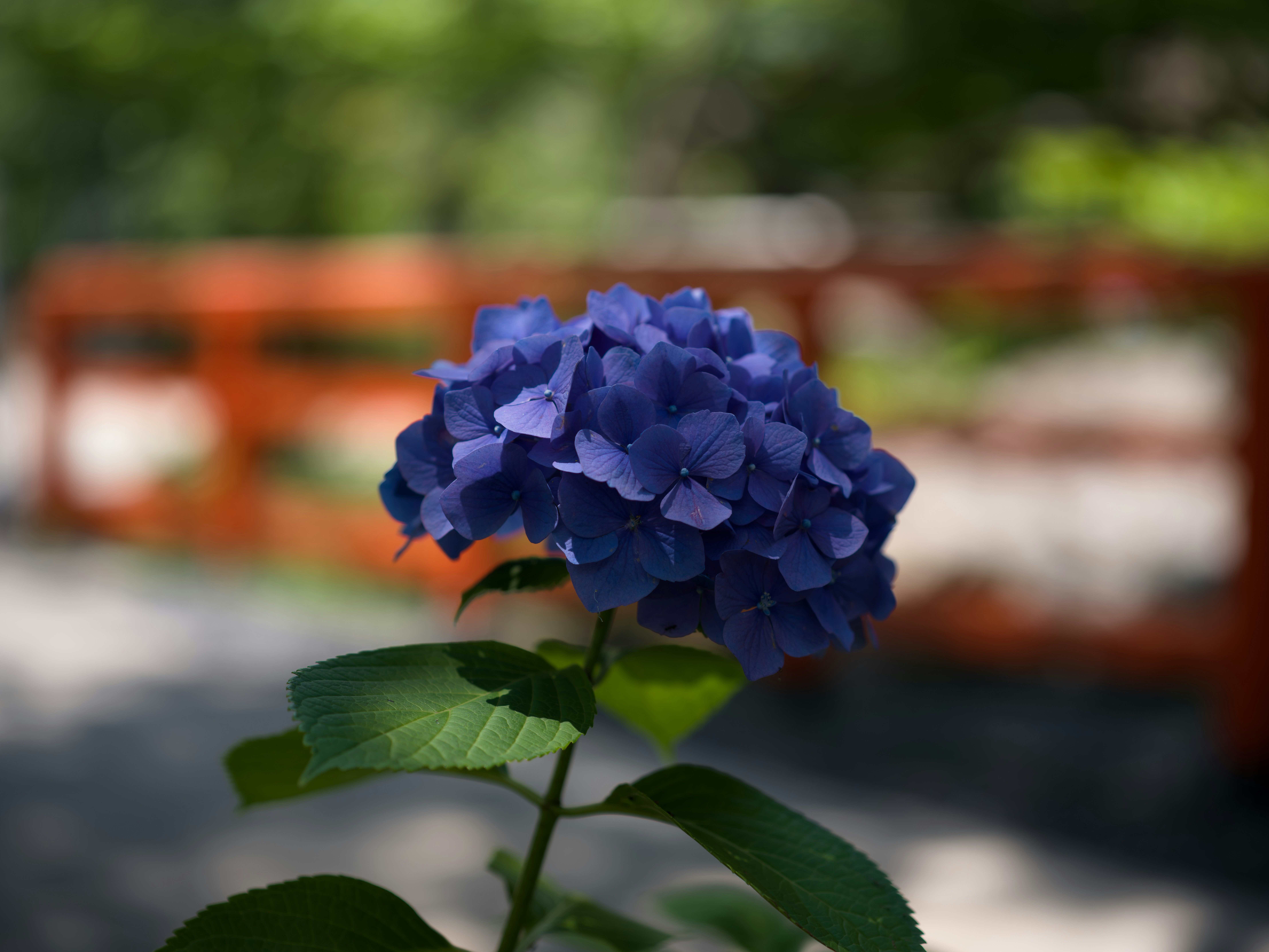 Blue Hydrangea in Soft Focus Garden Backdrop