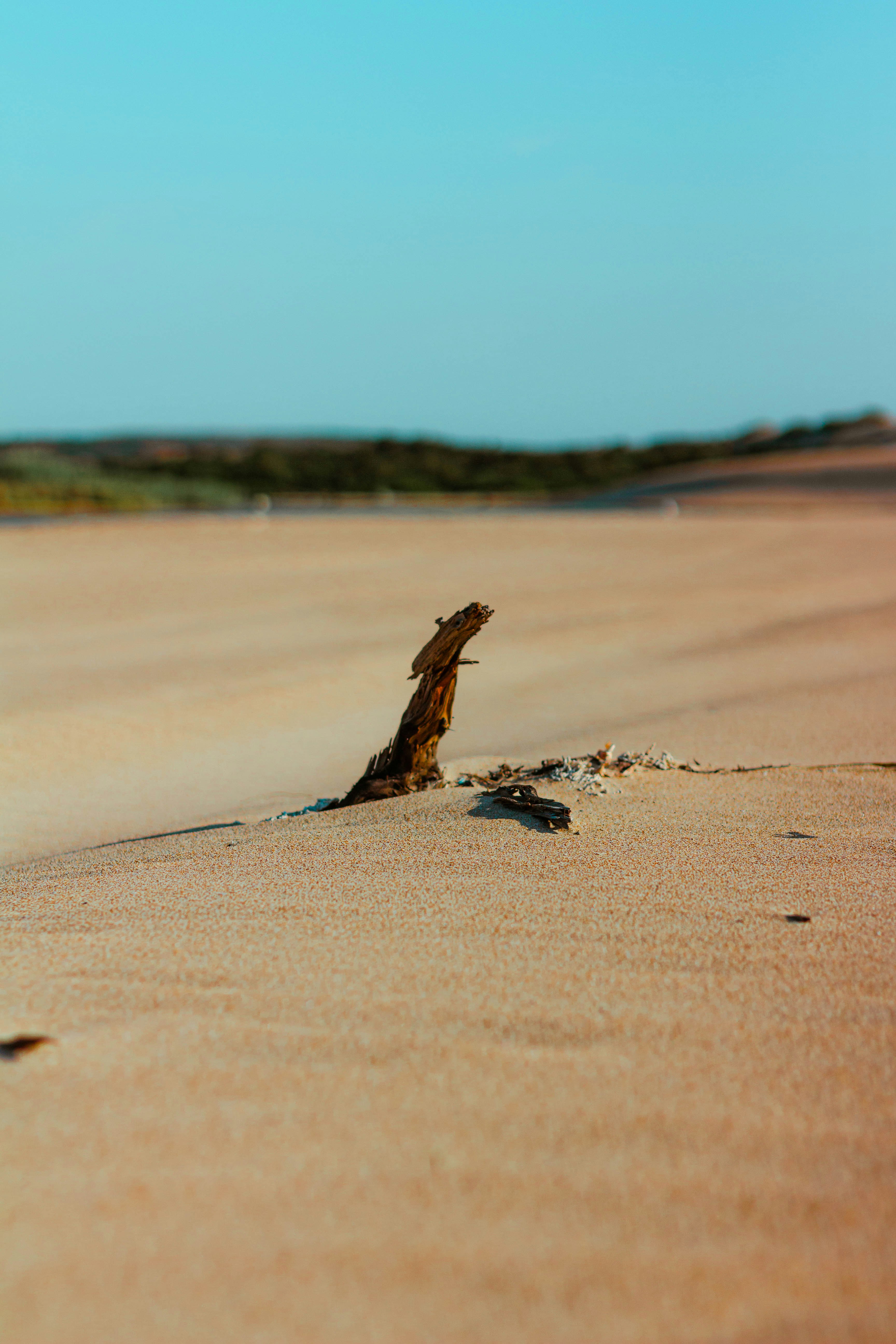 Desert Drift: A Lone Driftwood Spear Emerging from Golden Sand