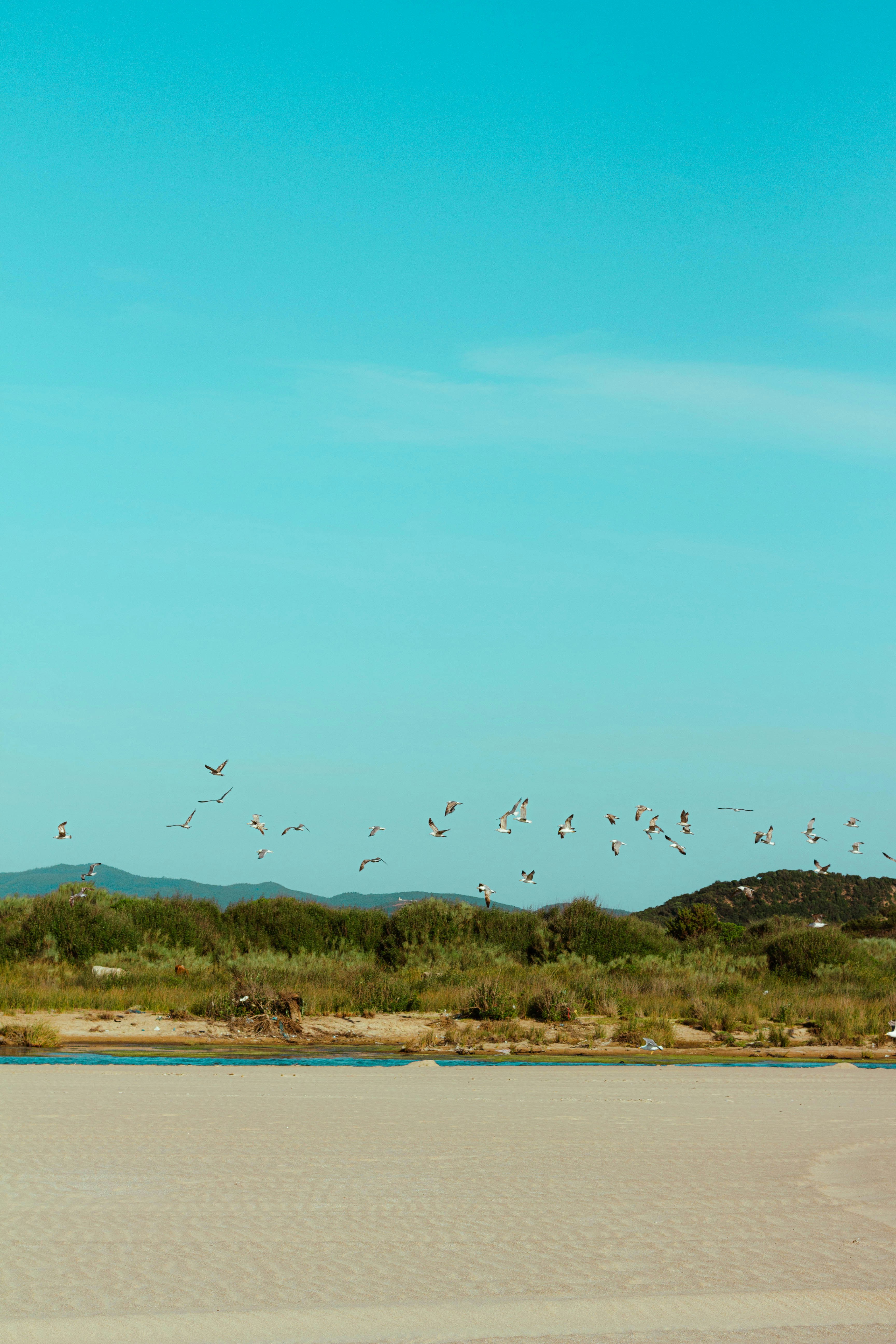 Horizon Chorus: Seabreeze Over a Quiet Shore