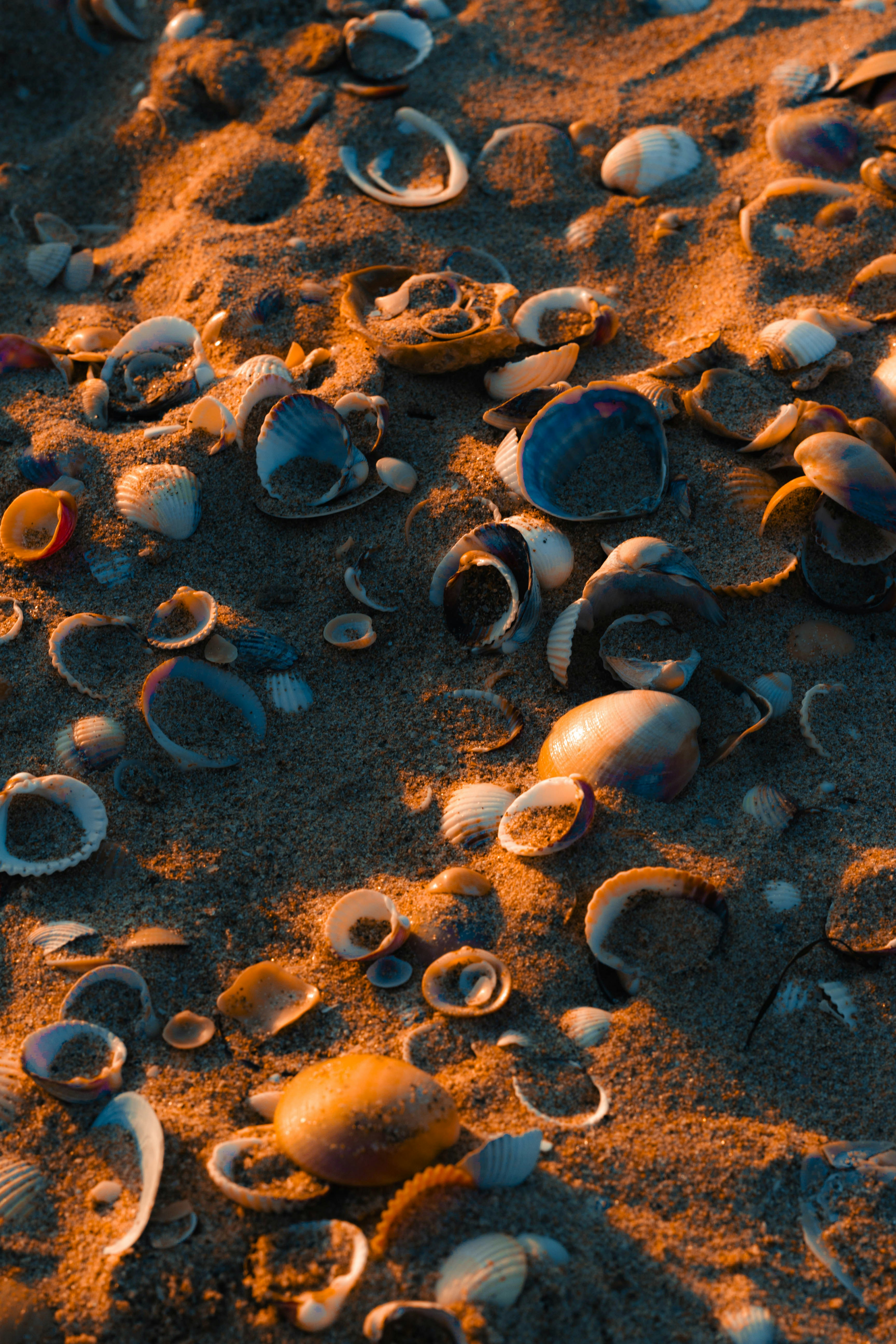 Sunlit Seashell Mosaic on Warm Sand