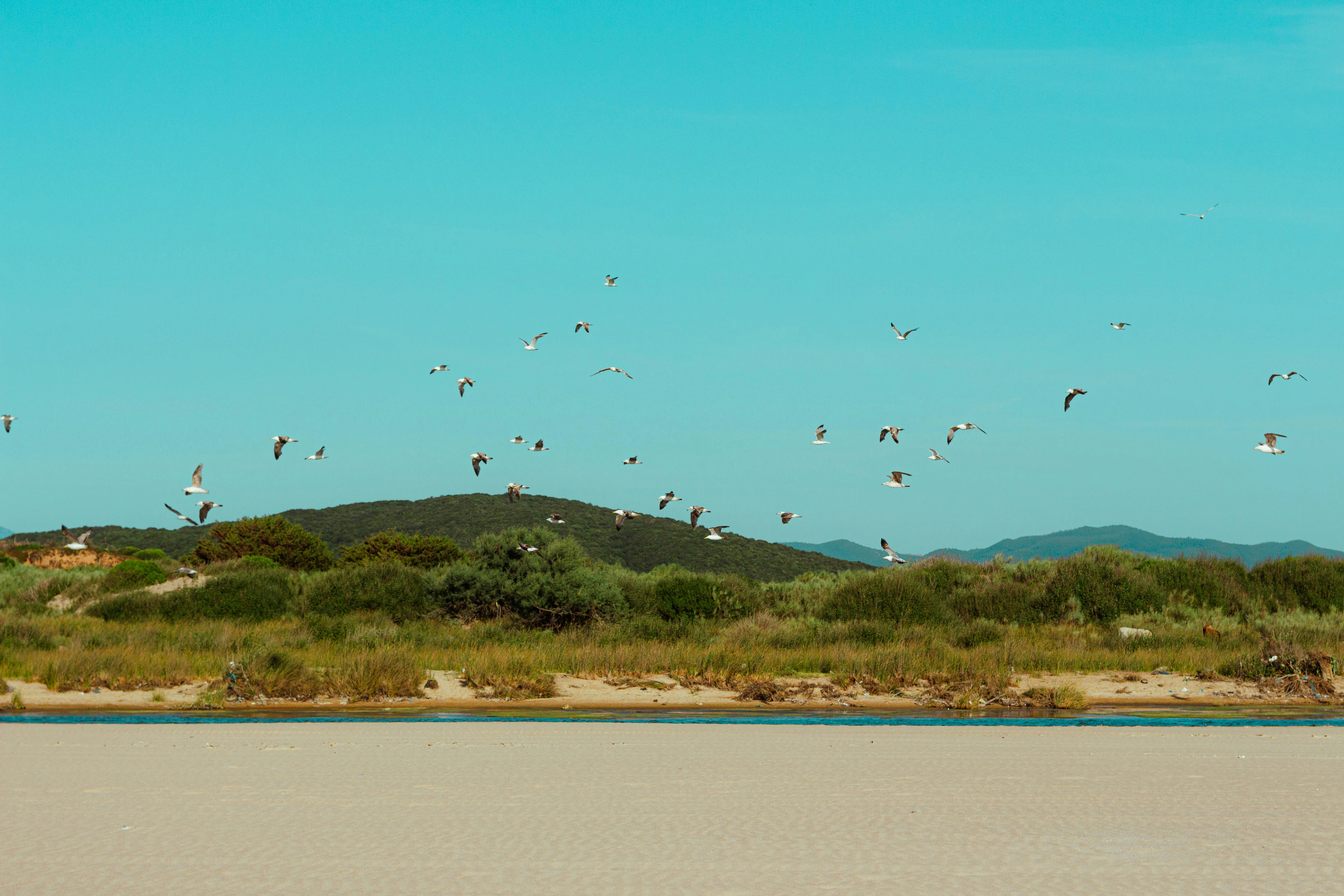 Gulls over a windswept dune at a sunlit shoreline