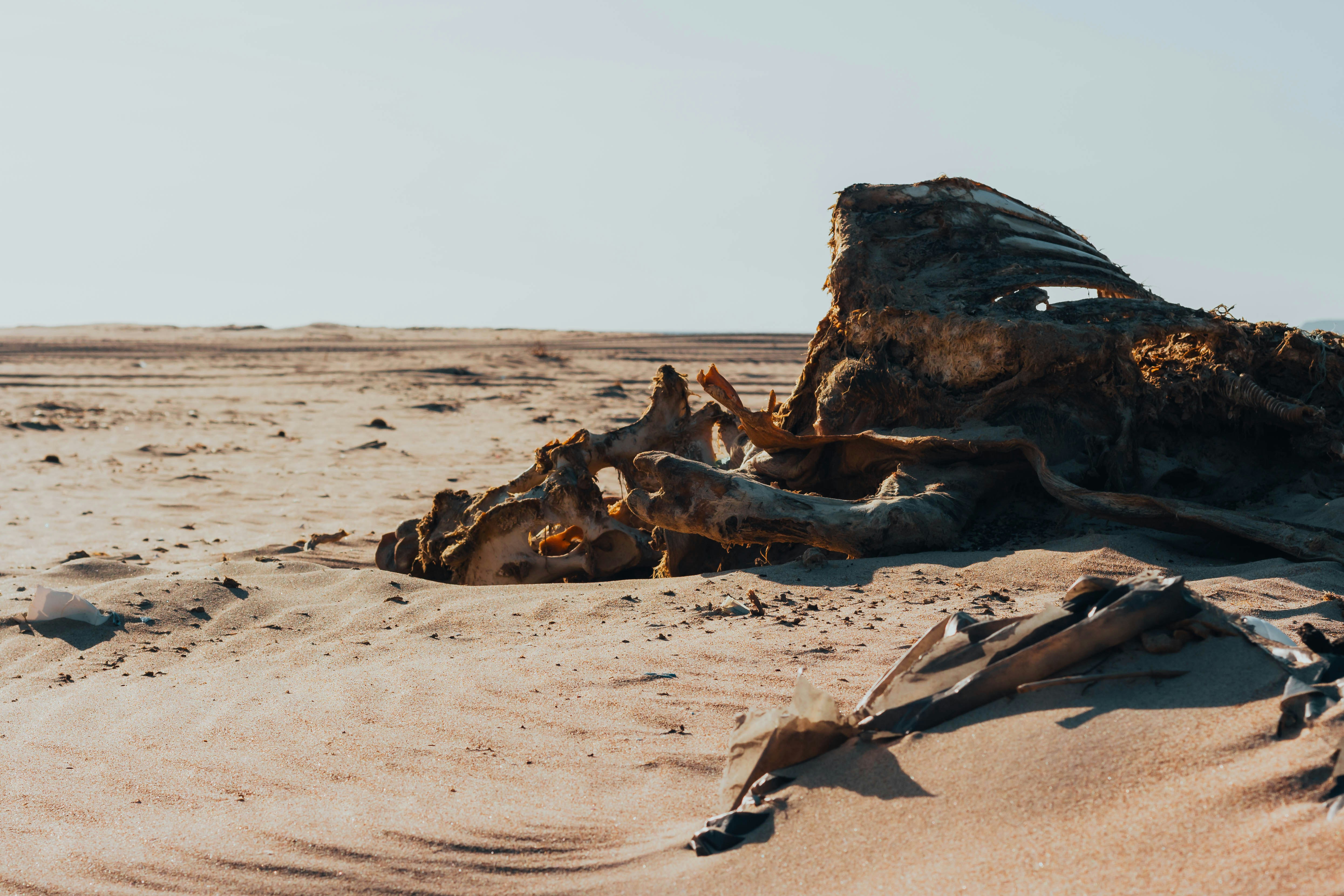 Driftwood Sentinel on Wind-Scoured Shore