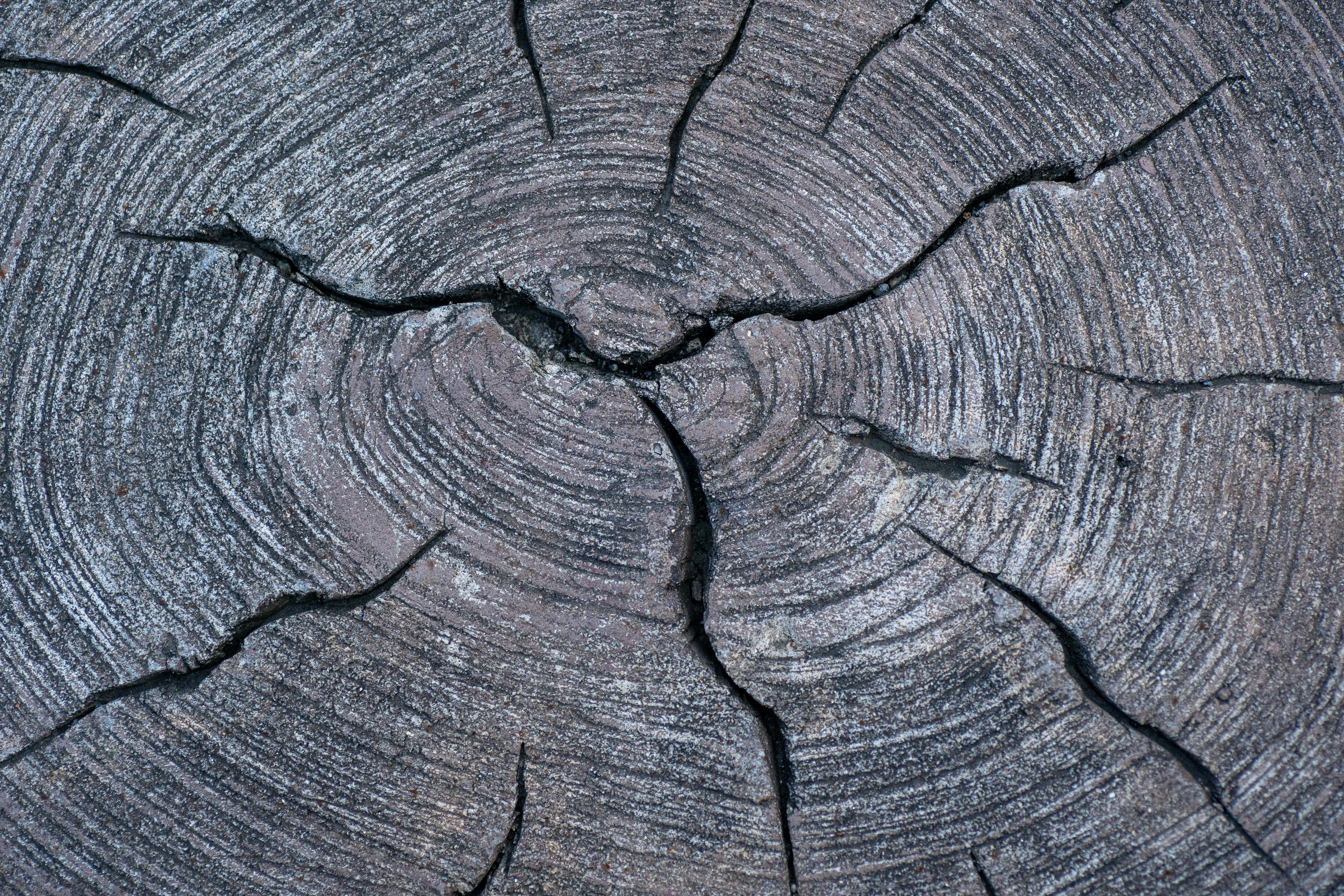Crossing Rings: The Weathered Memory of a Tree Stump