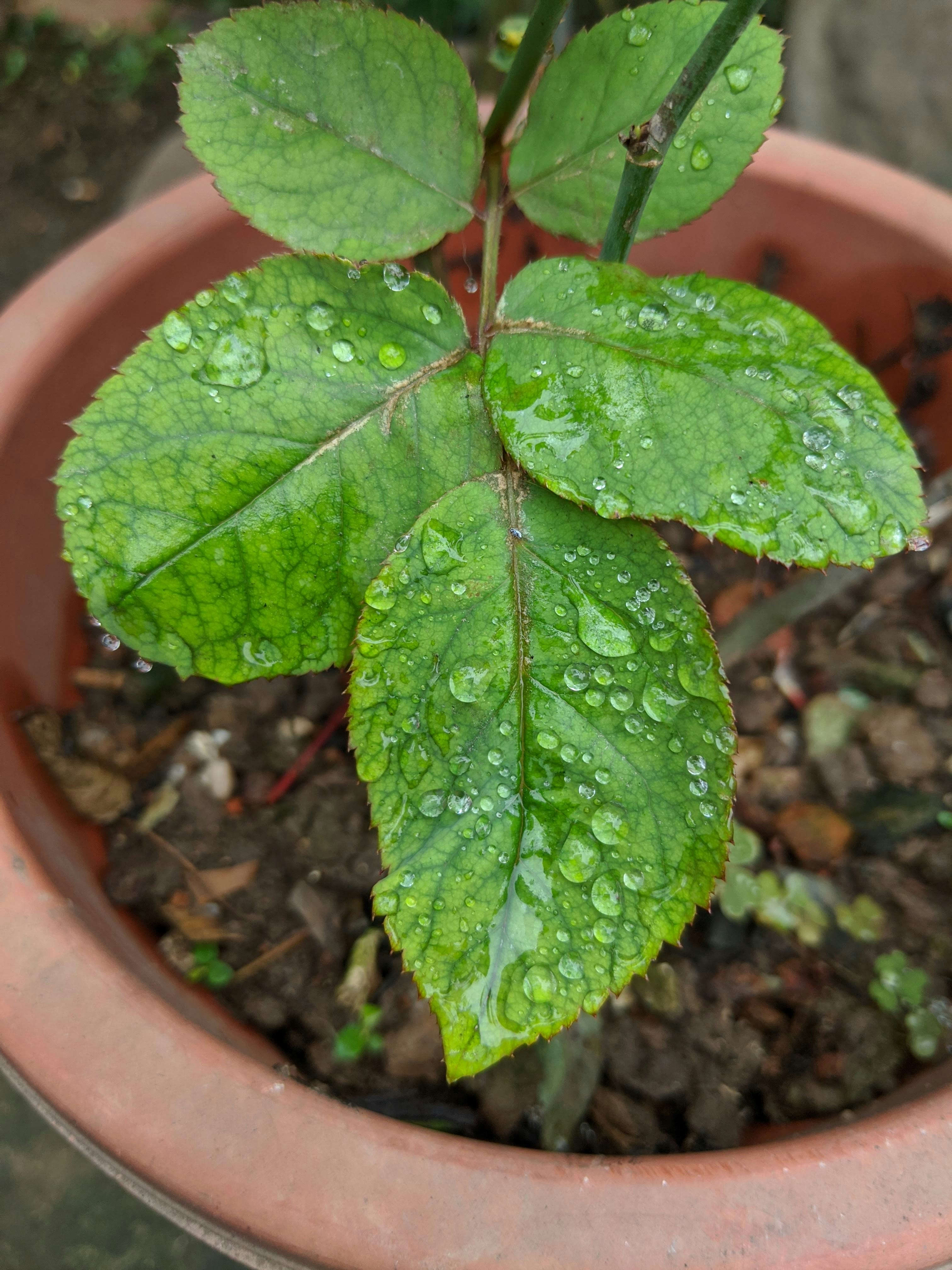 Close-up of a vibrant green rose leaf with water droplets in a clay pot, highlighting texture and veining; a natural plant detail shot.
