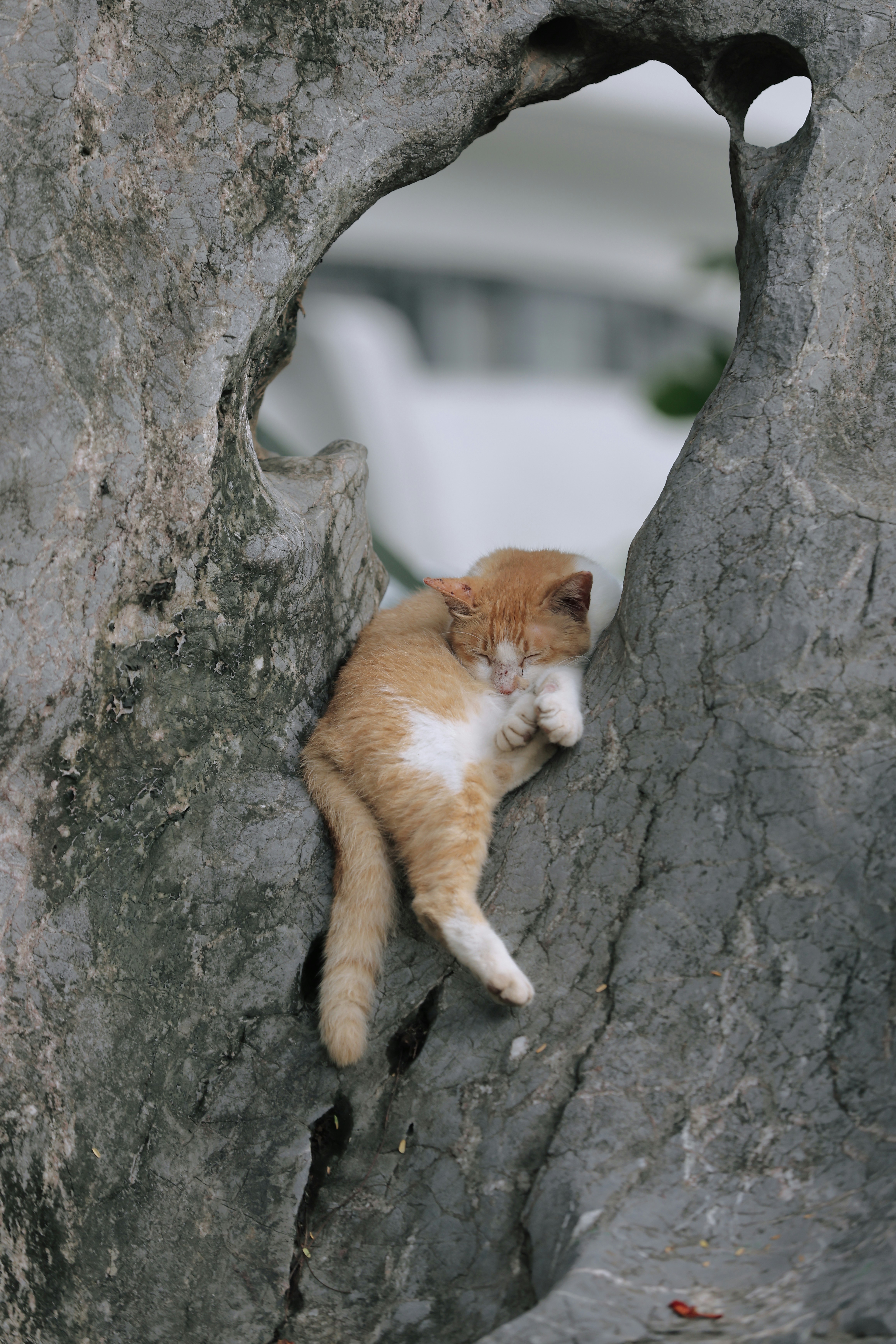 Orange tabby nestled in a tree hollow with blurred urban backdrop, highlighting a calm feline pose. This is a candid animal shot.