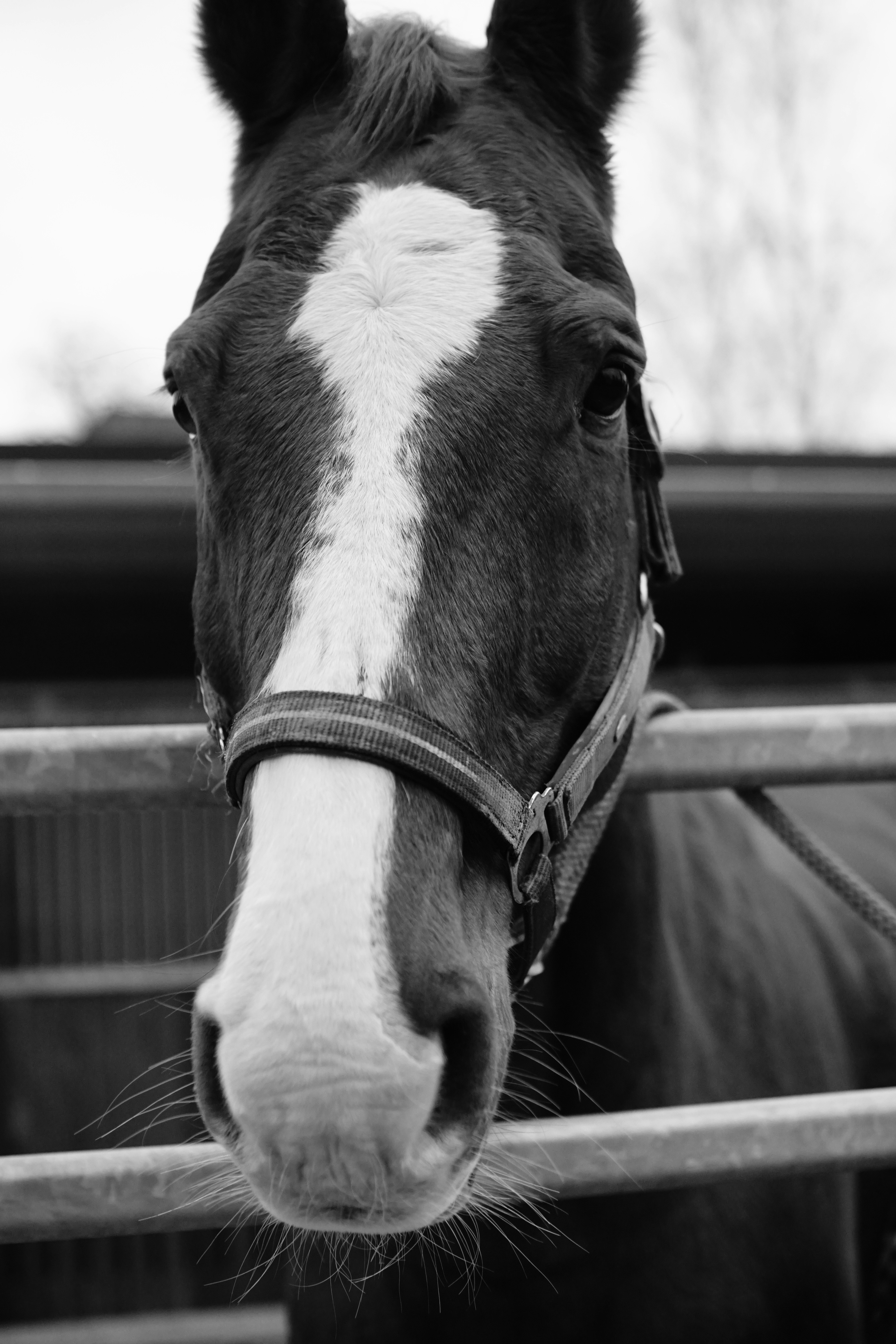 Close-up of a horse's face with a white blaze in black-and-white