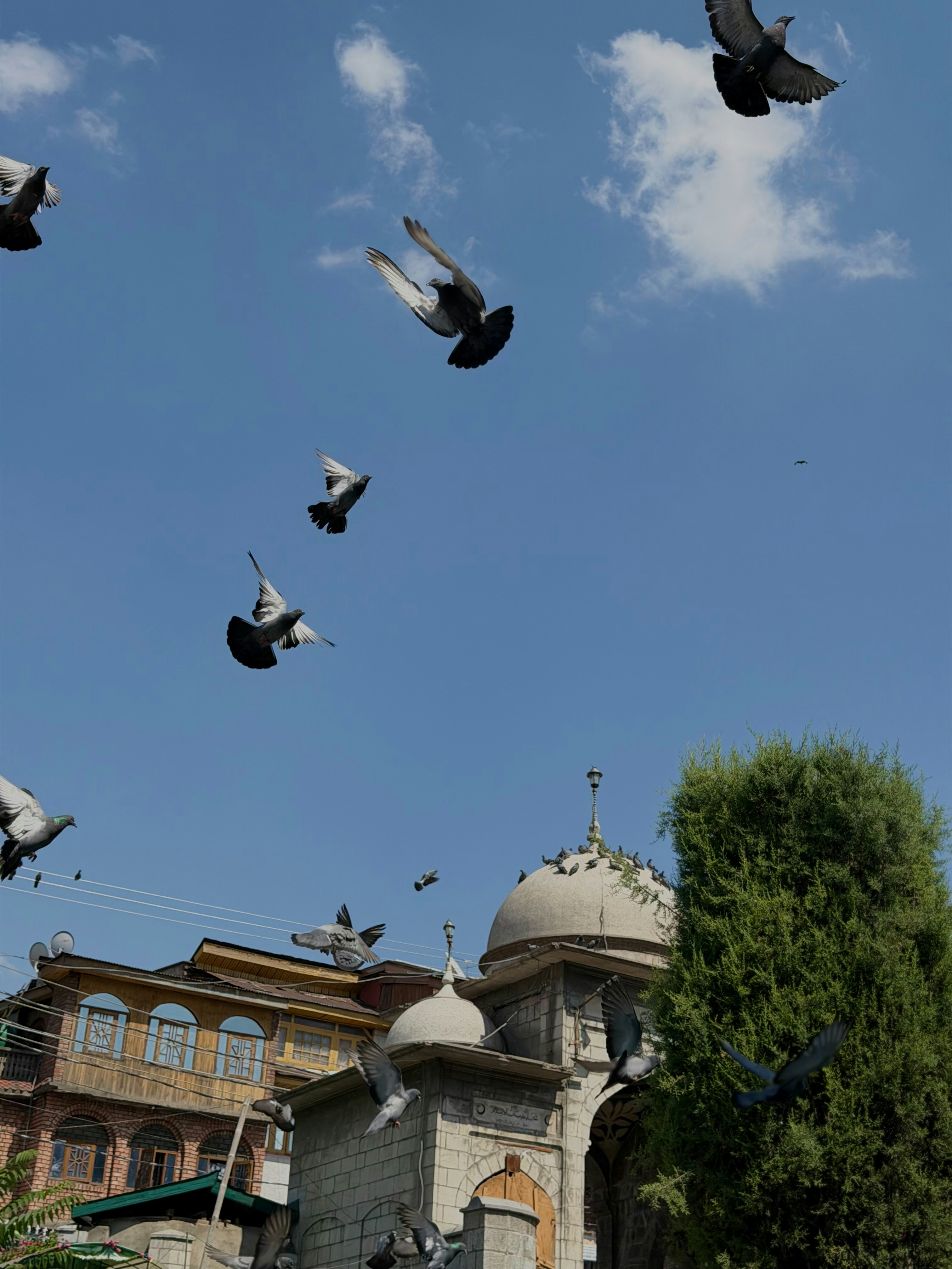 Pigeons in a Skyward Court
