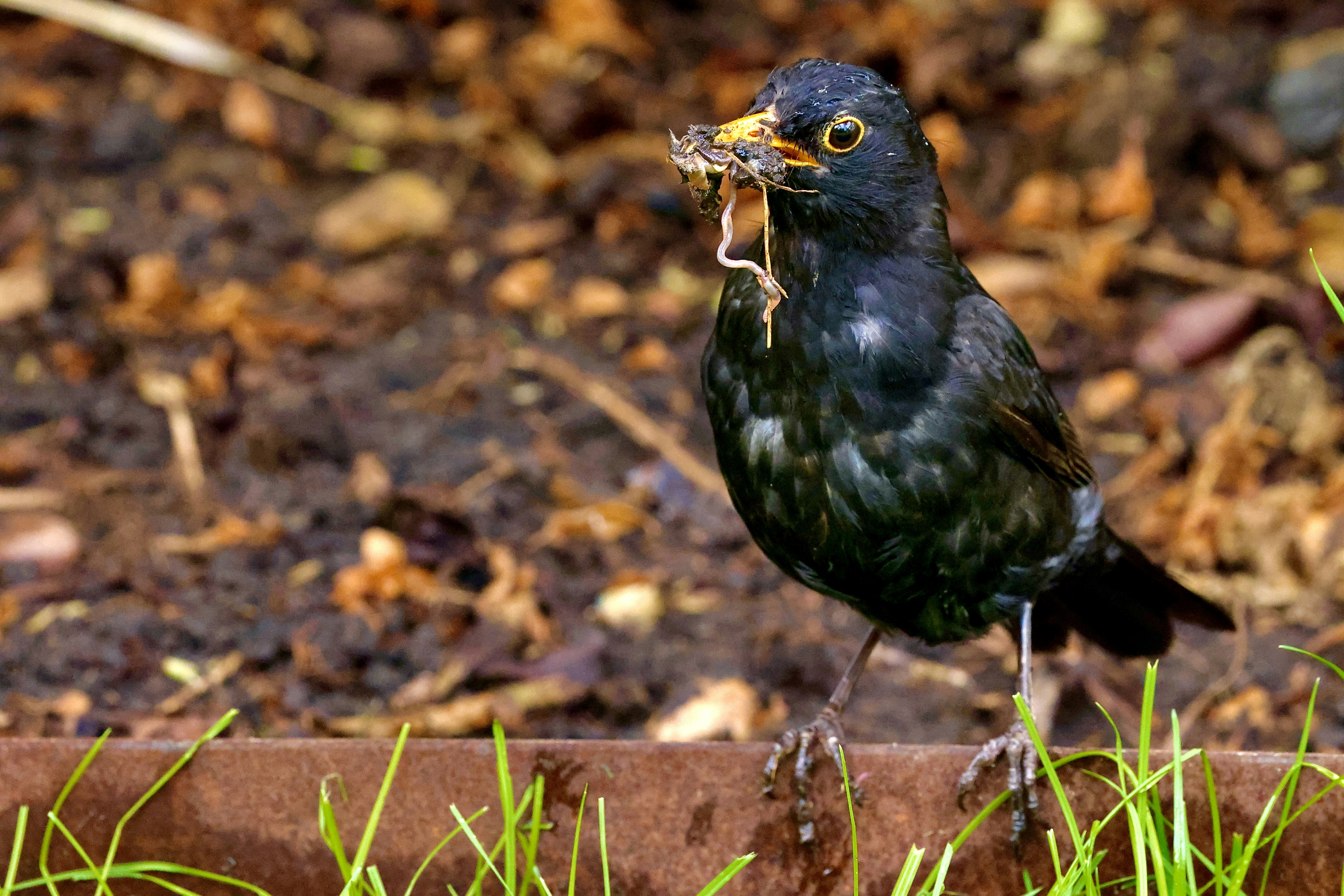 Mud-Rimmed Forager: A Blackbird with Crumbs and Resolve