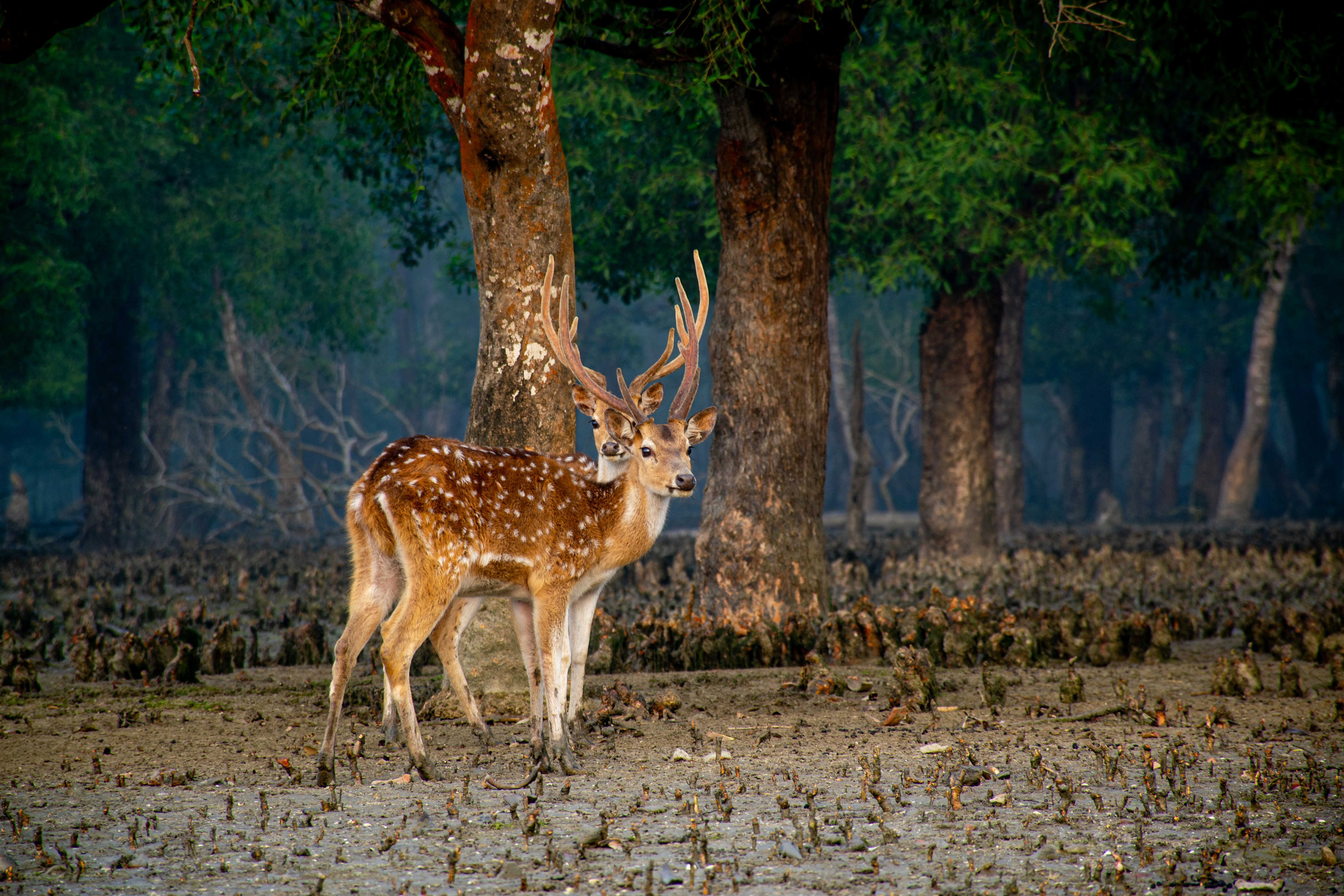 Majestic Stag in Moonlit Forest