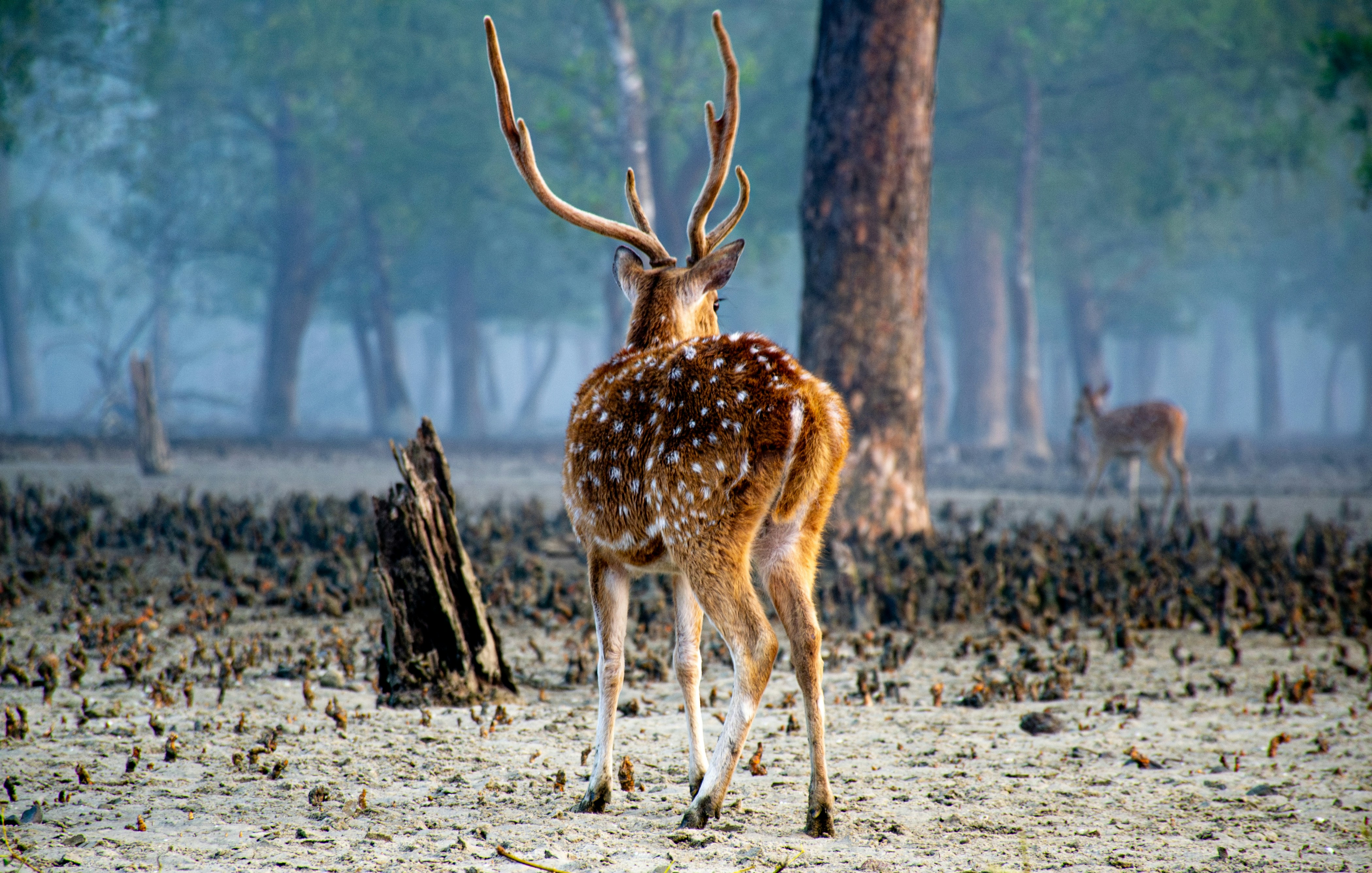 Stag at the Edge of the Misty Wood