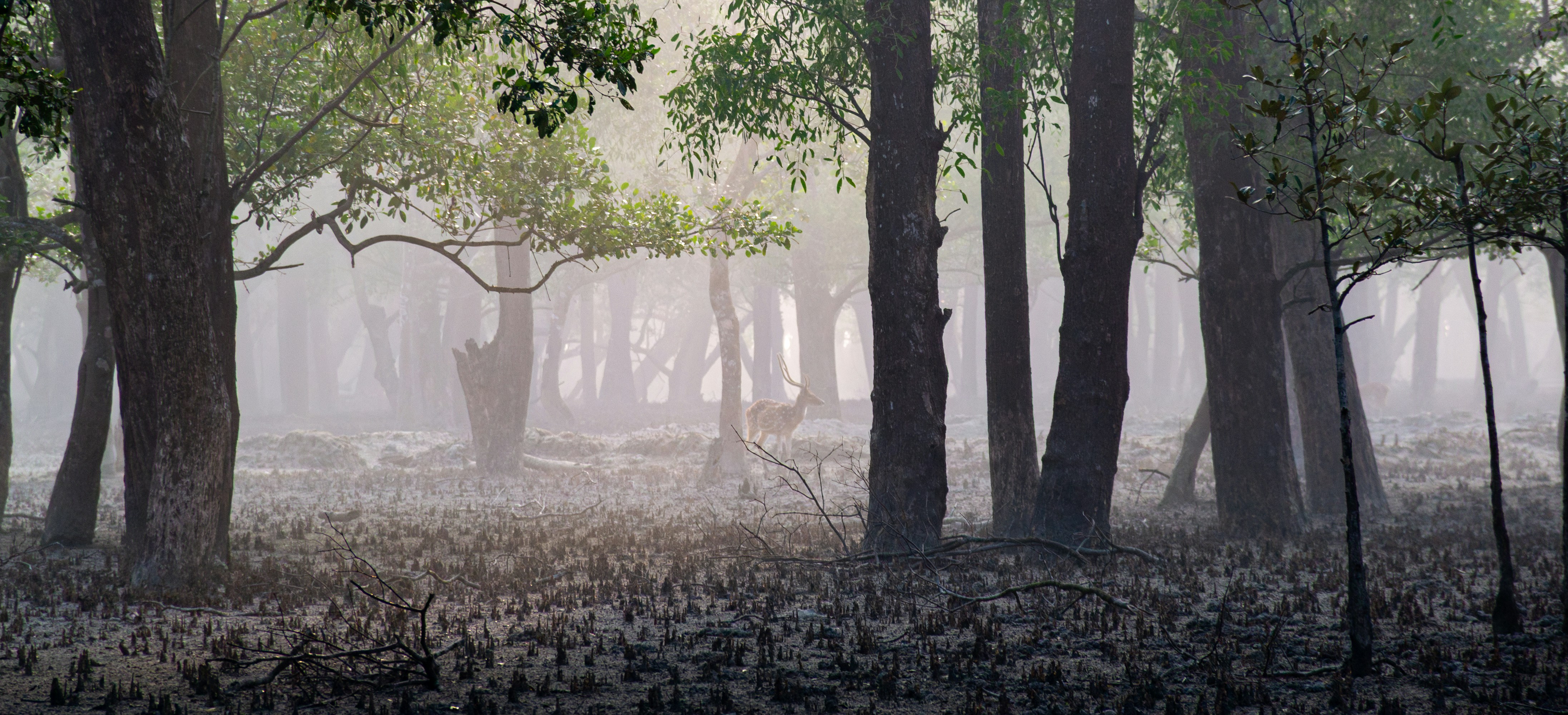 Mist Clad Forest: Quiet Dawn Between Silent Trunks