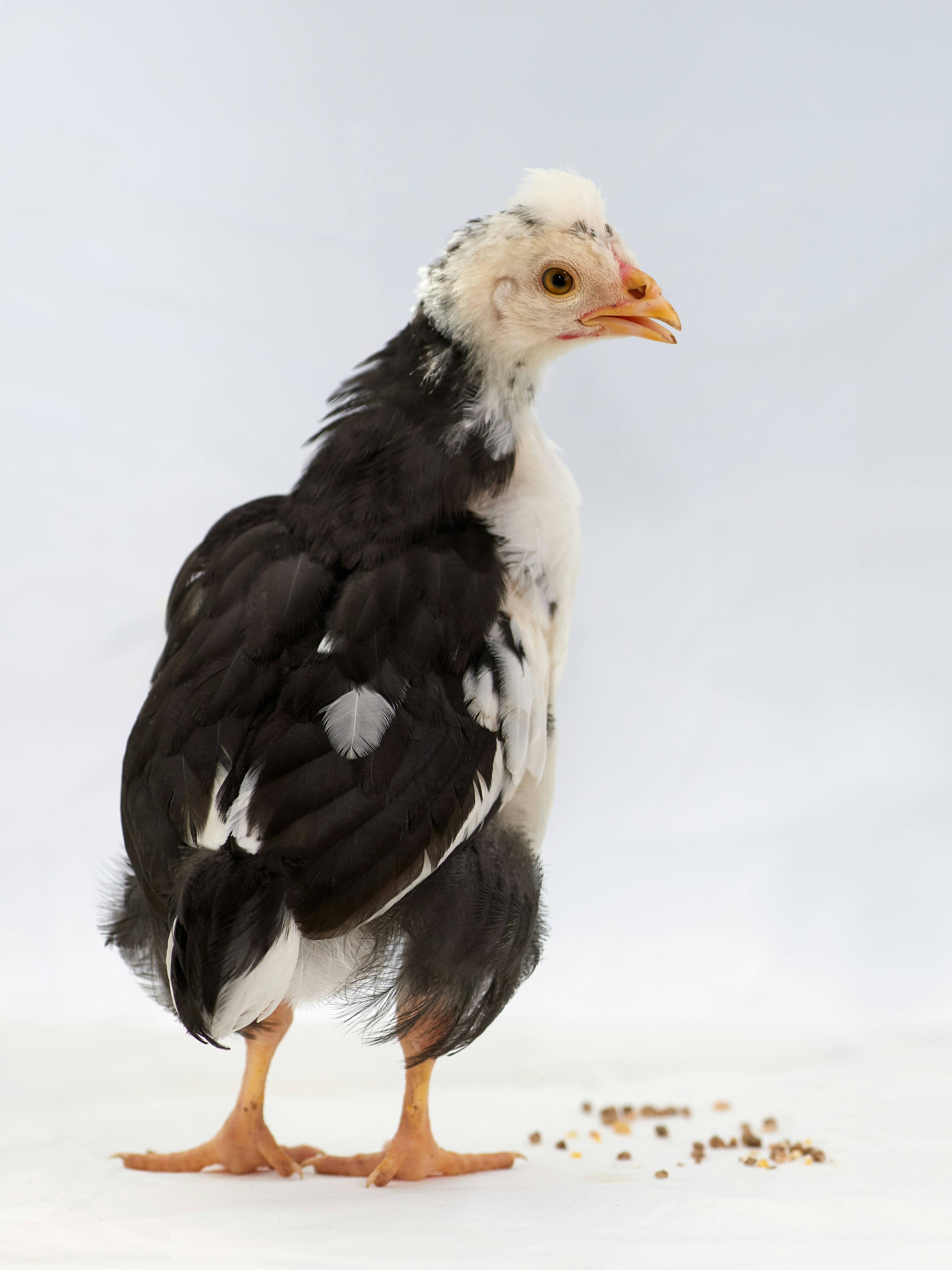 Young Chicken Standing Proud on a Snowy Floor