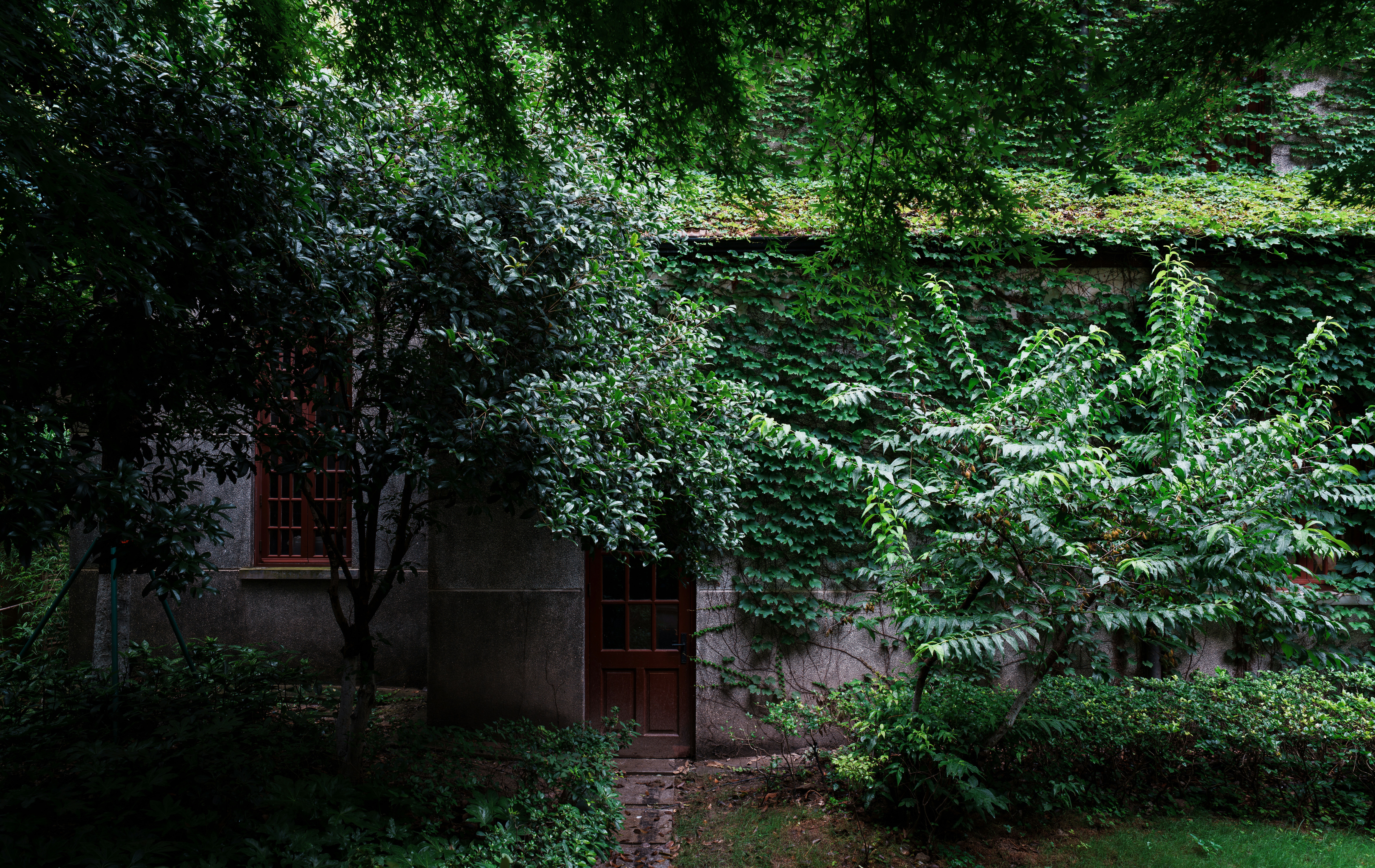 Hidden Ivy Doorway: A Quiet Garden Wall Overgrown with Greenery