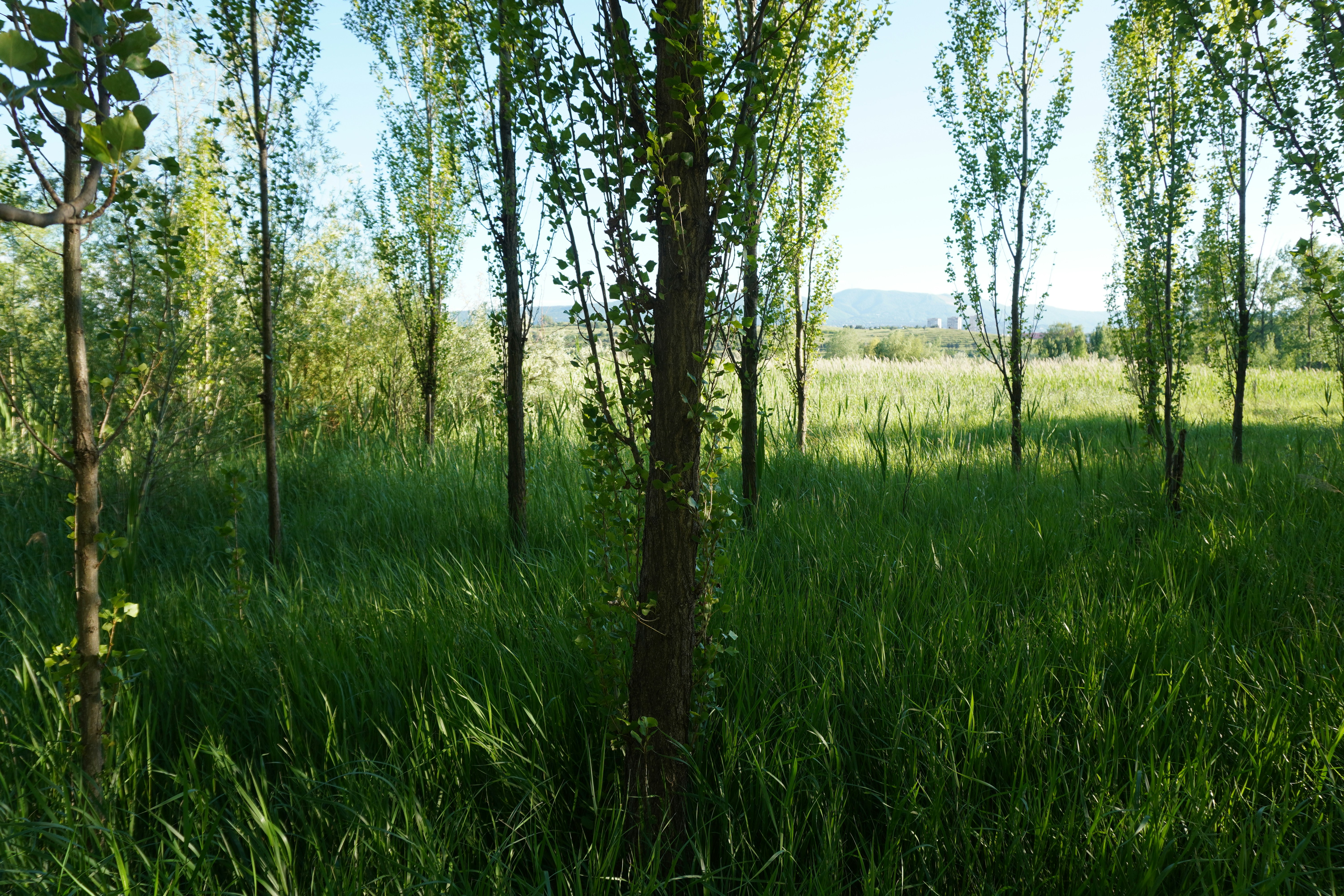 Sunlit clearing among slender trees in a grassy meadow