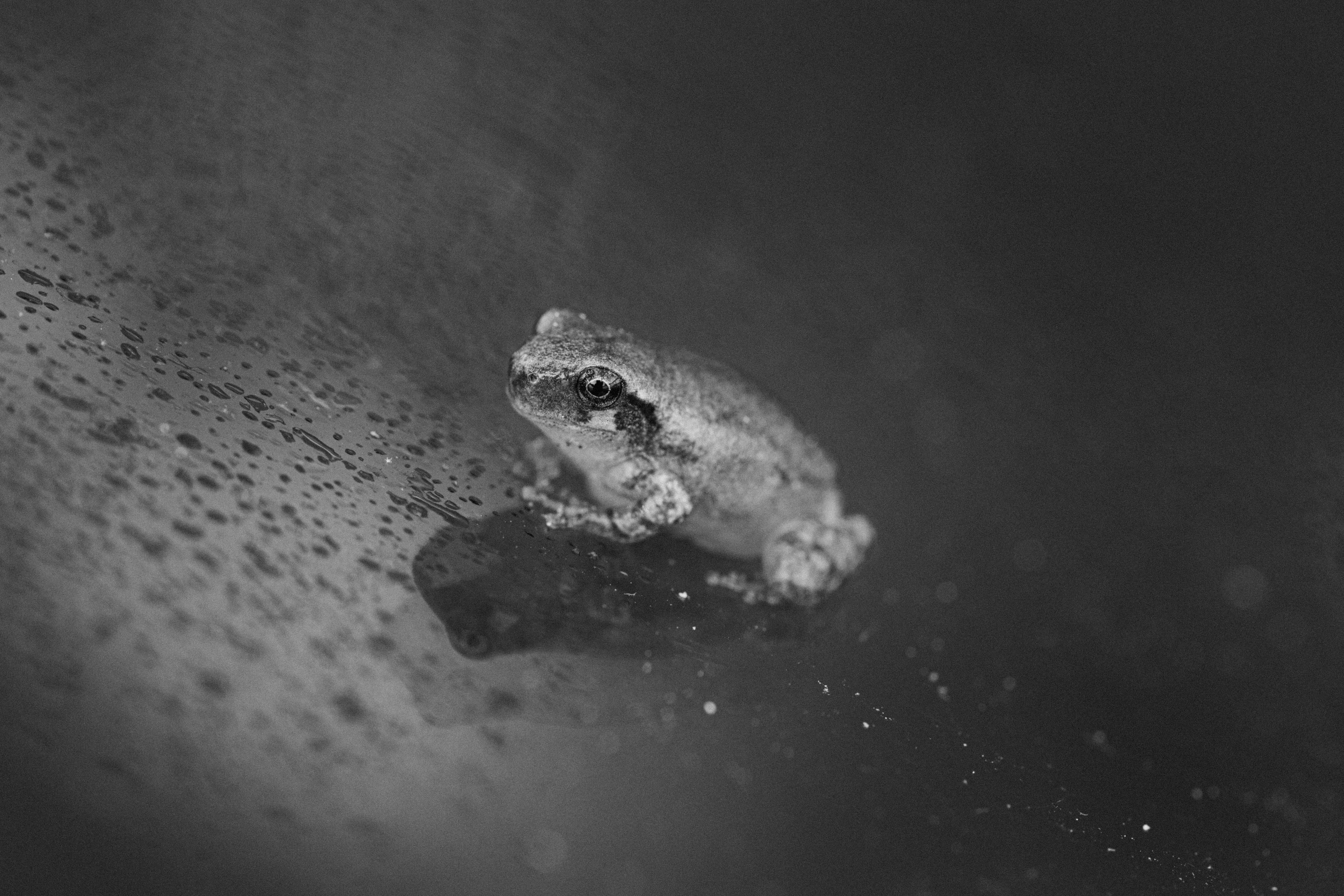 Tiny sentinel on a misty shard: a frog emerges from the gloss
