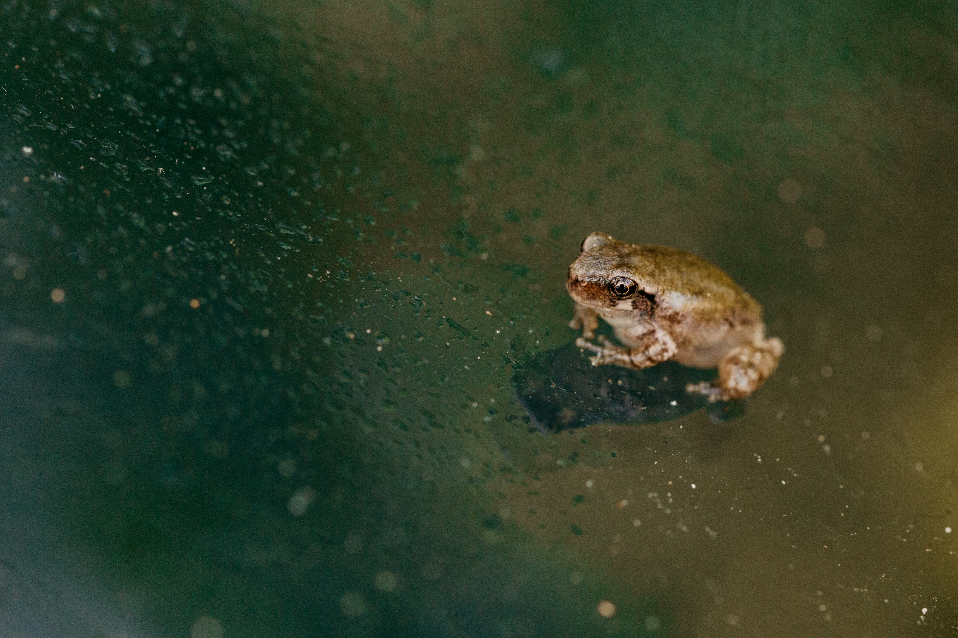 Small frog perched on a dark, reflective surface with soft green-brown tones; the scene emphasizes the subject's texture and the quiet, murky background lighting.
