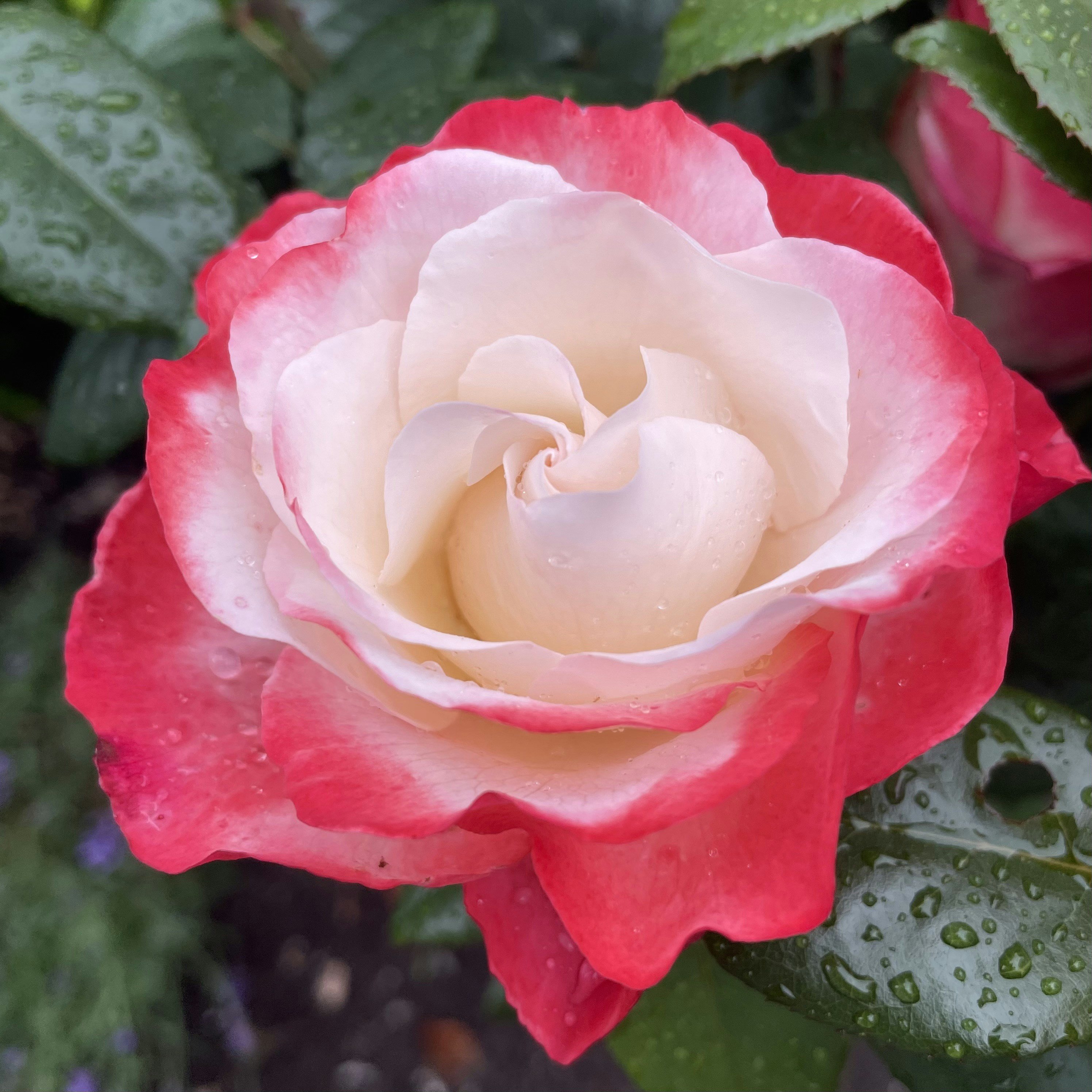 The Cupped Bloom: A Double-Toned Rose in Morning Dew