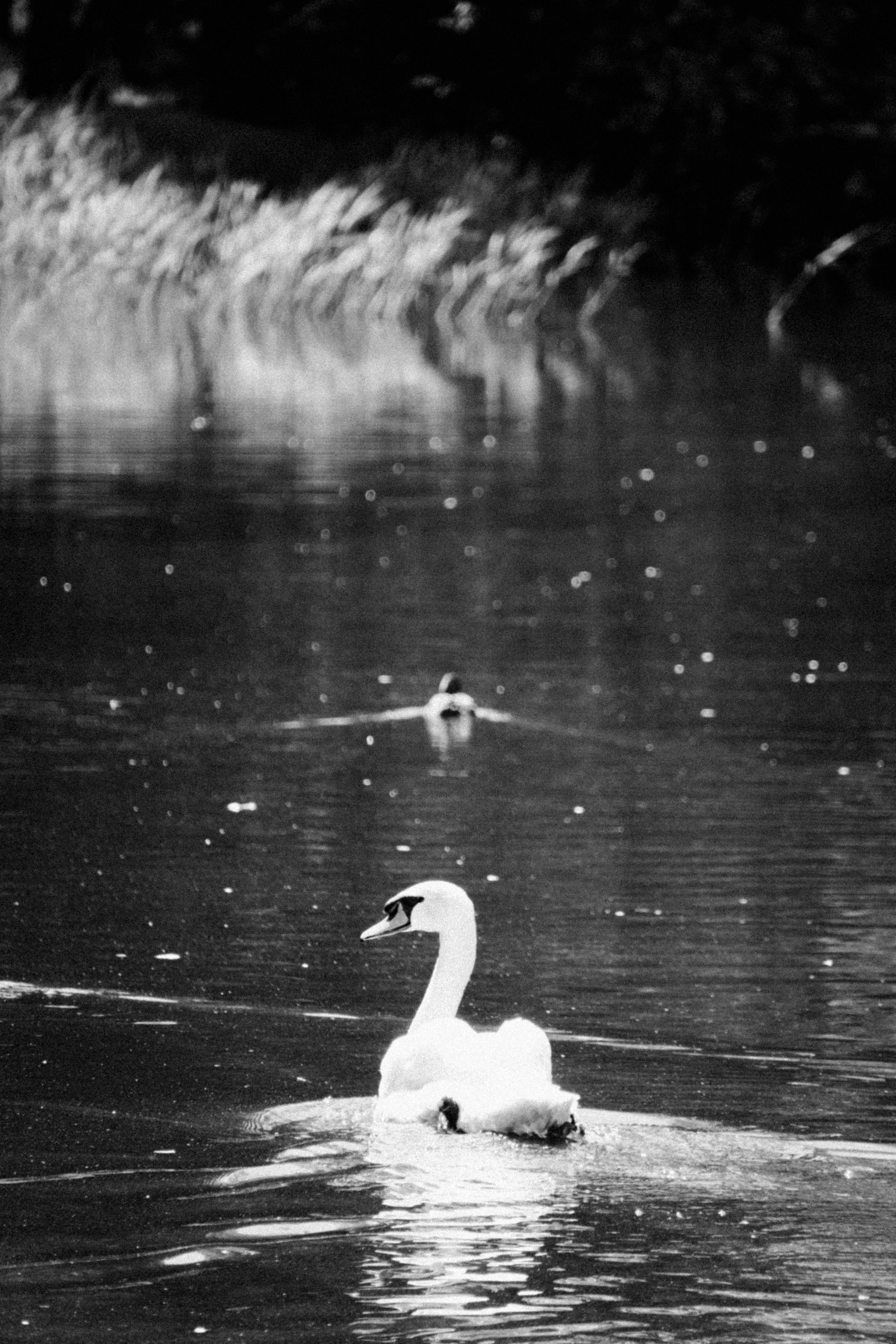 Floating Gannet: A solitary swan gliding through a quiet monochrome pond