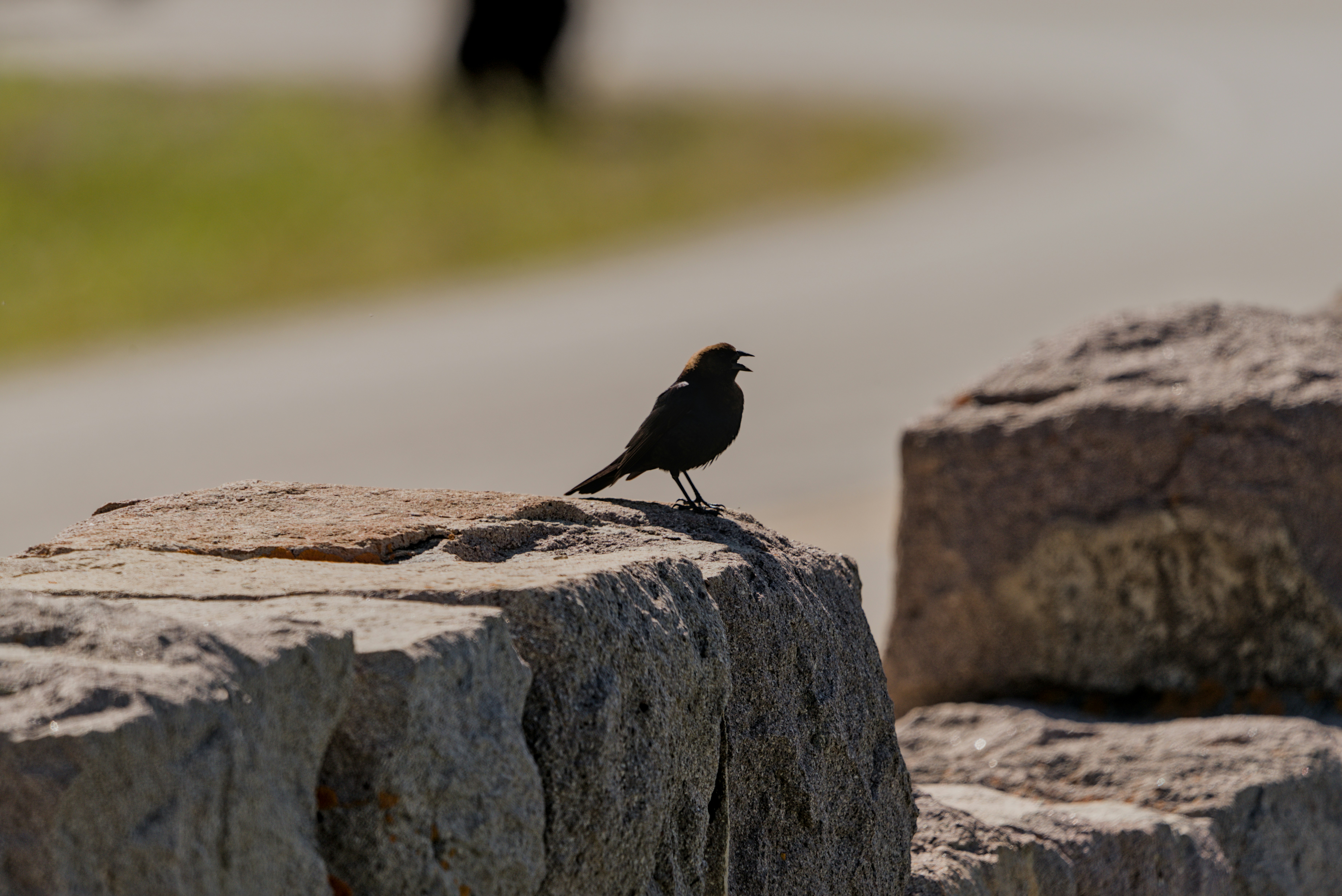 Stone Sentinel: A Blackbird Poised on Weathered granite