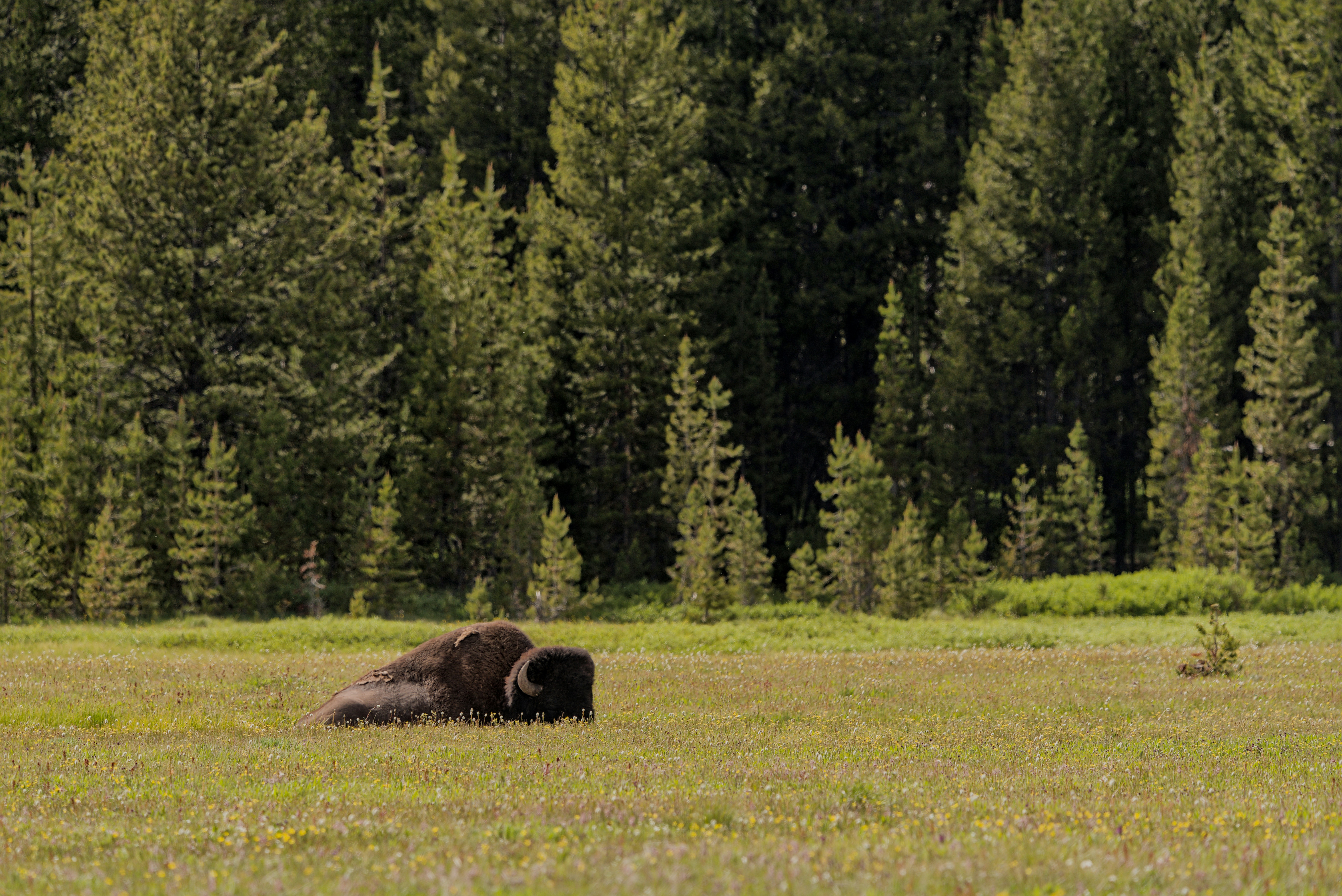 Stillness in the Meadow: A Moose Resting at the Edge of Pines