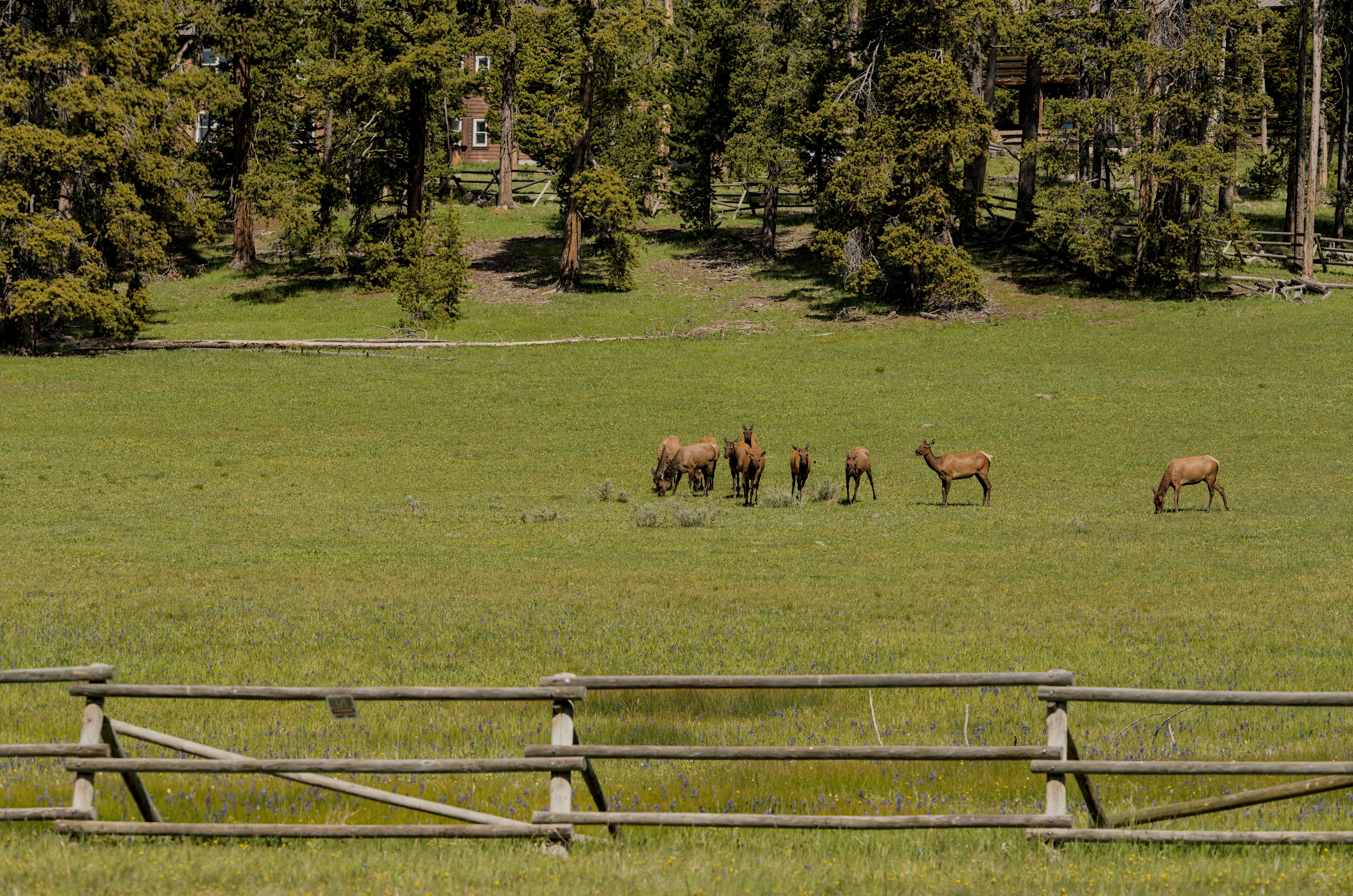 Herd of Elk in a Sunlit Meadow Beyond a Rustic Fence
