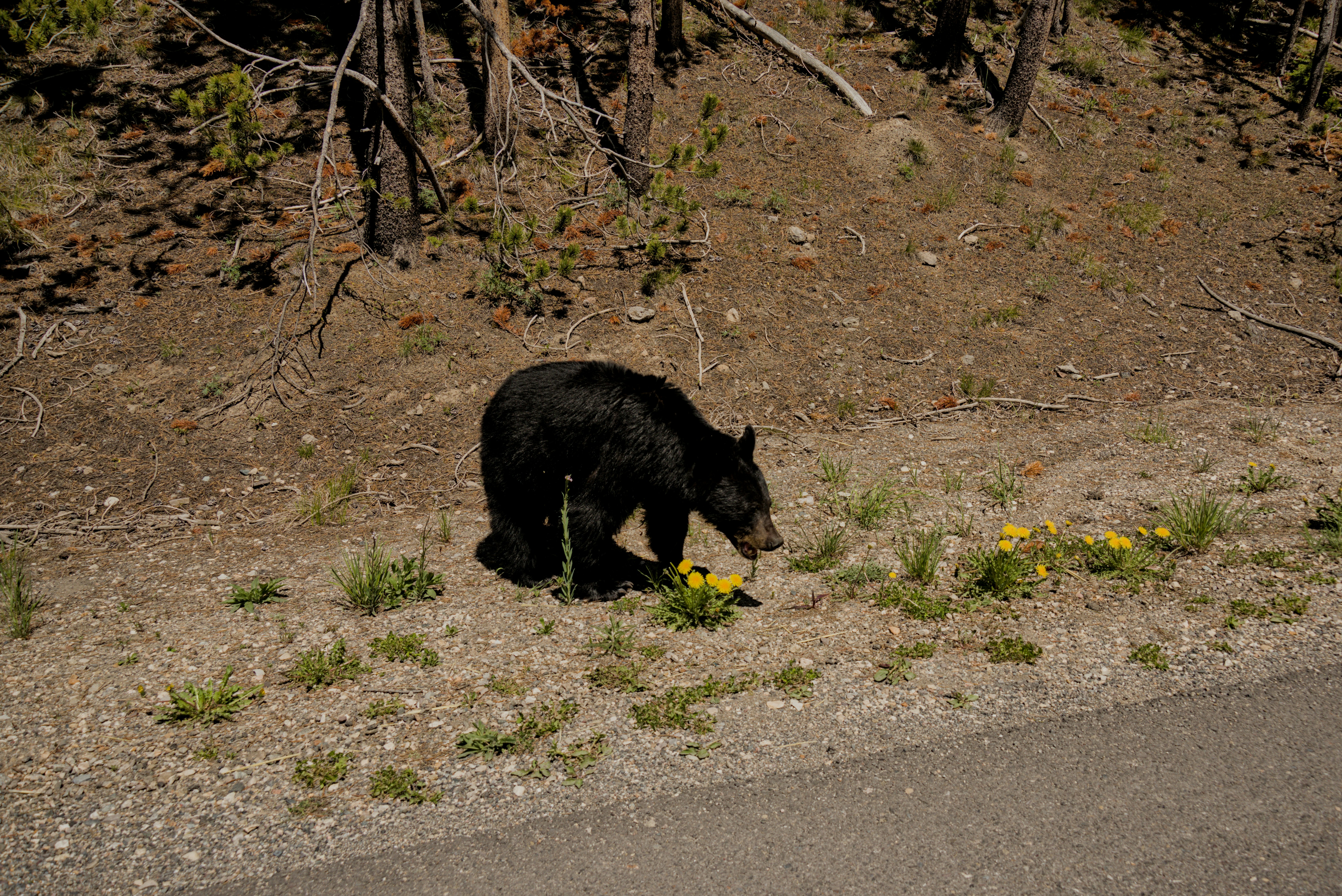 Black Bear Cub Foraging Along a Gravel Verge
