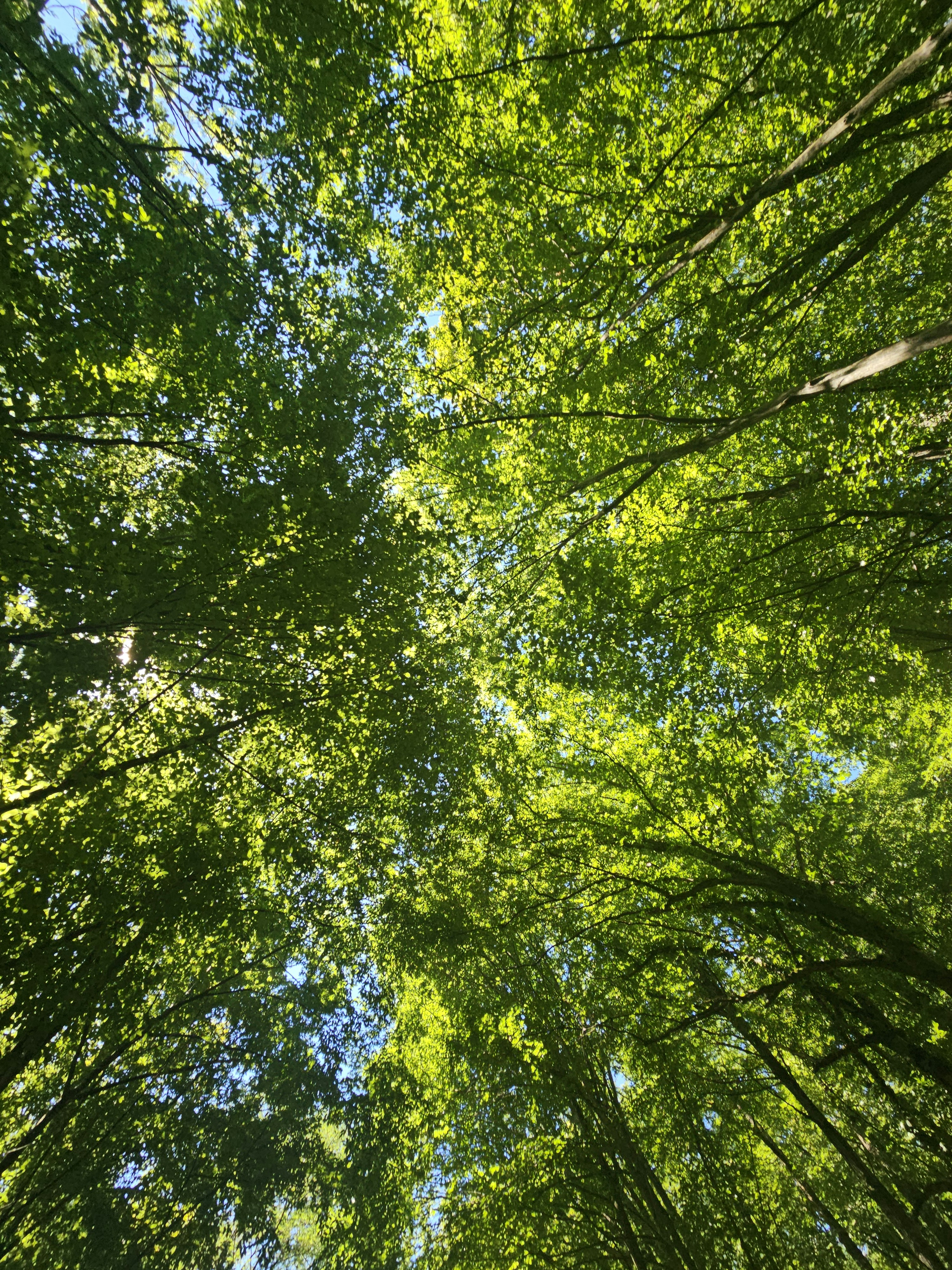 Canopy Convergence: Sunlit Leaves Form a Luminous Ceiling