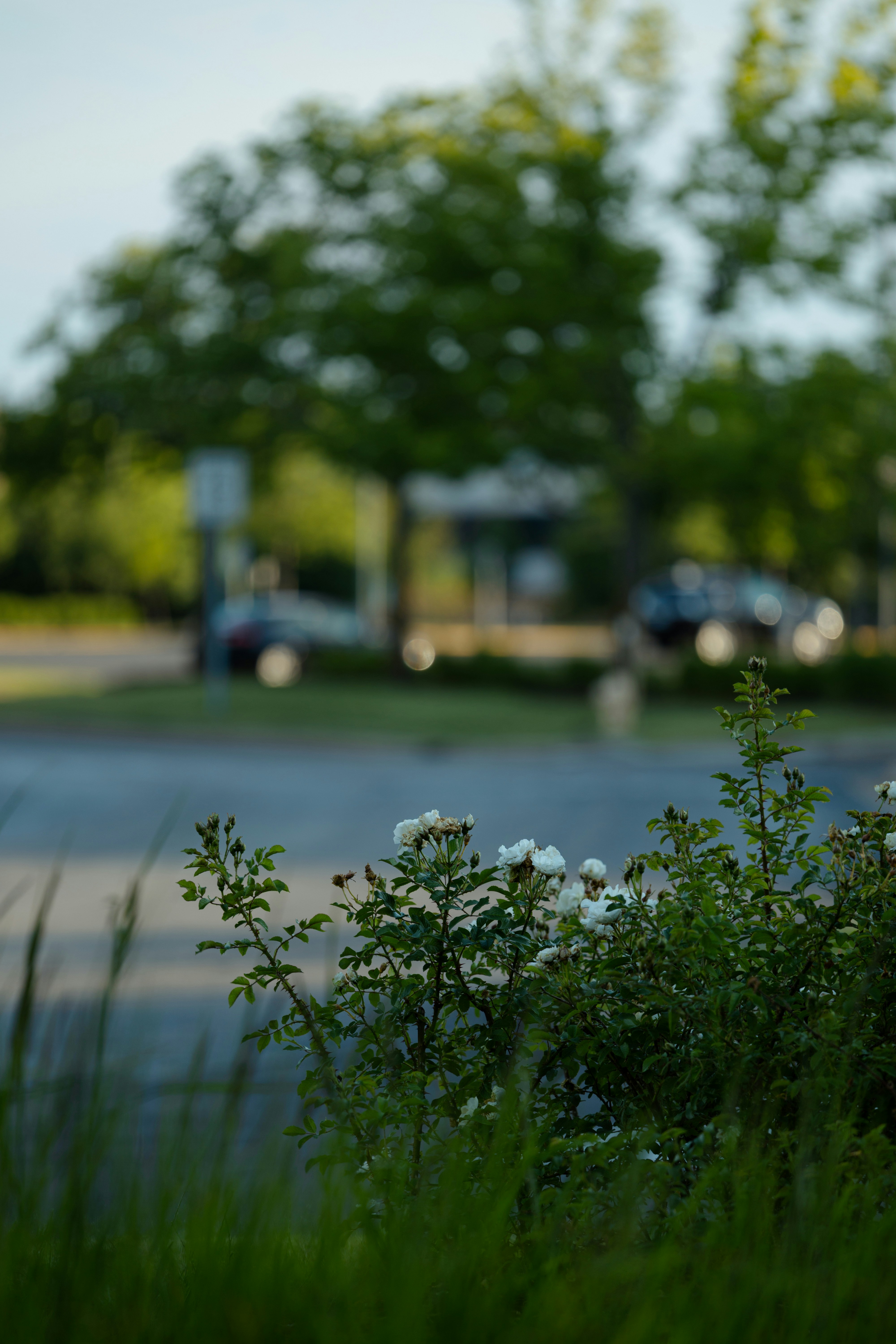 Blooming foreground, blurred street scene in the background
