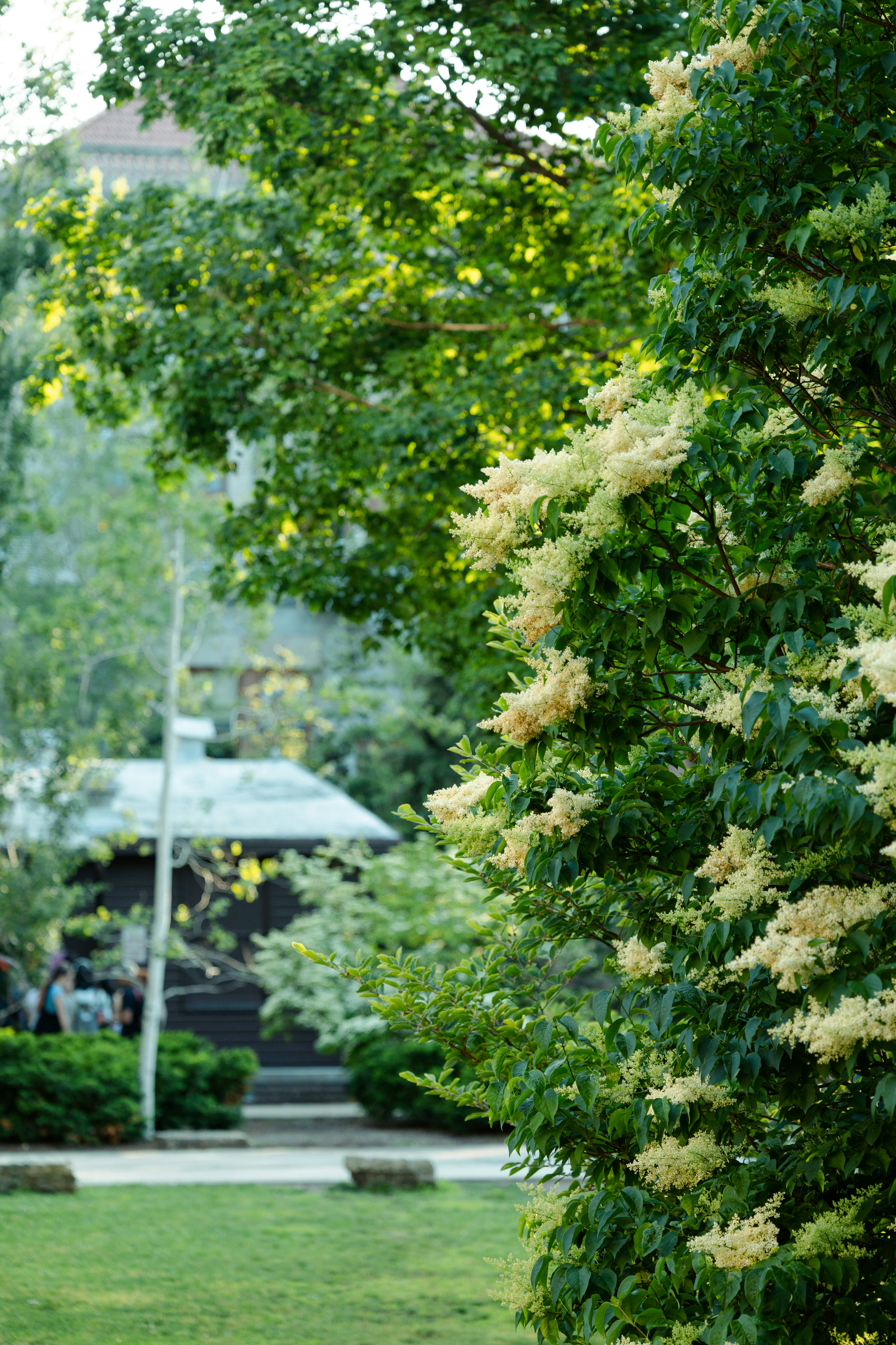 Floral Cascade at the Edge of a Garden Path