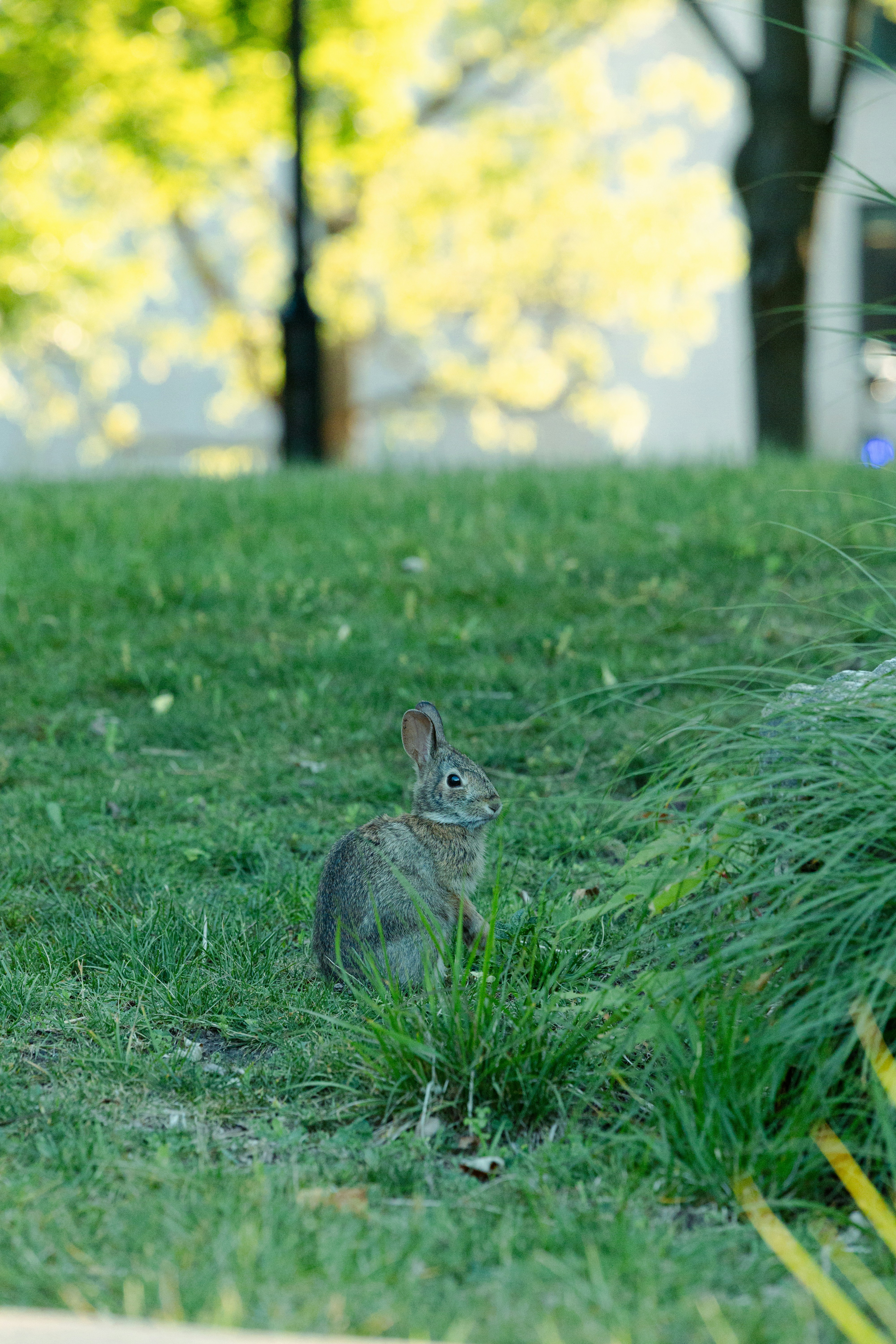 A rabbit sitting in vibrant green grass.