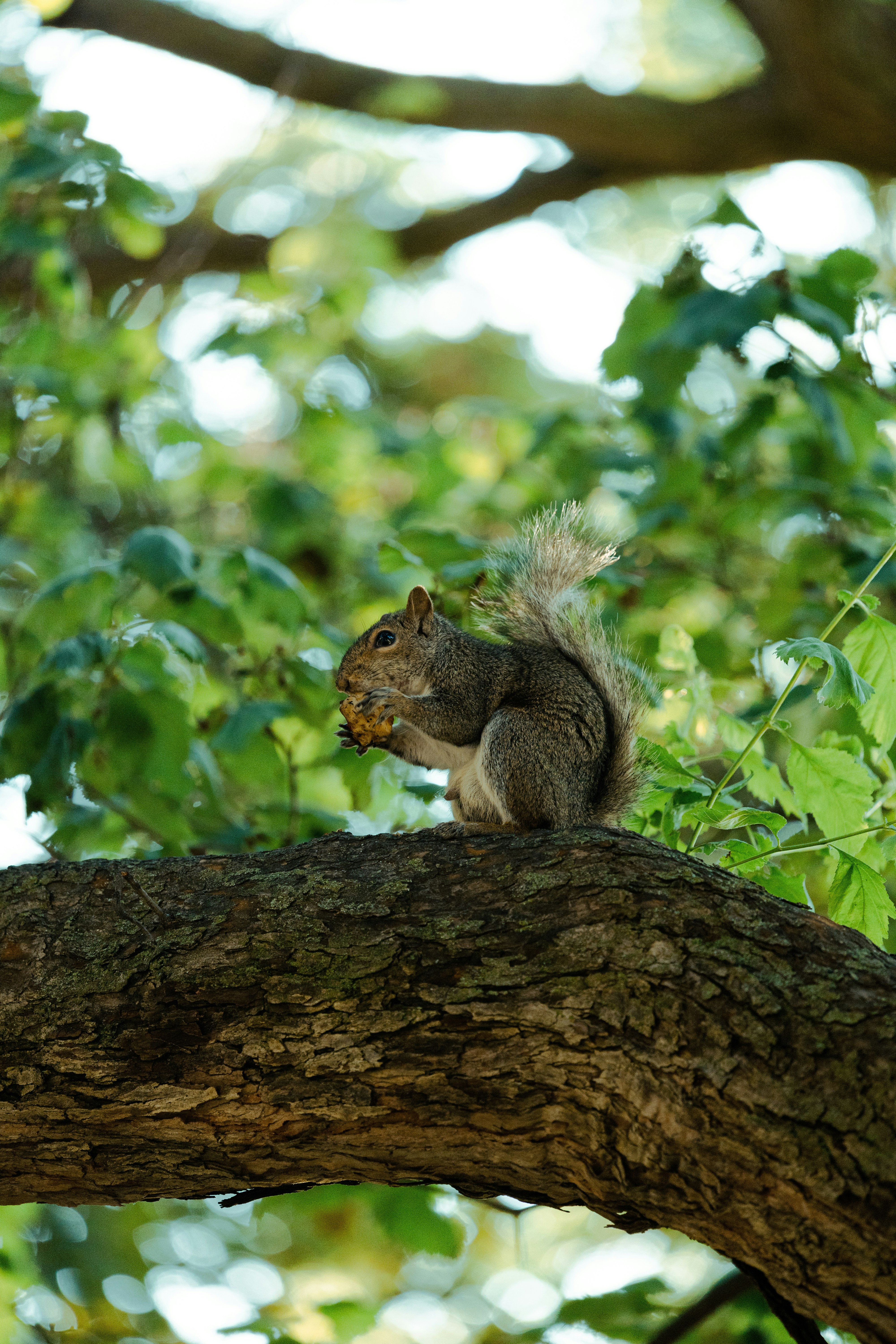 Chipmunk on a sunlit branch savoring a autumn snack