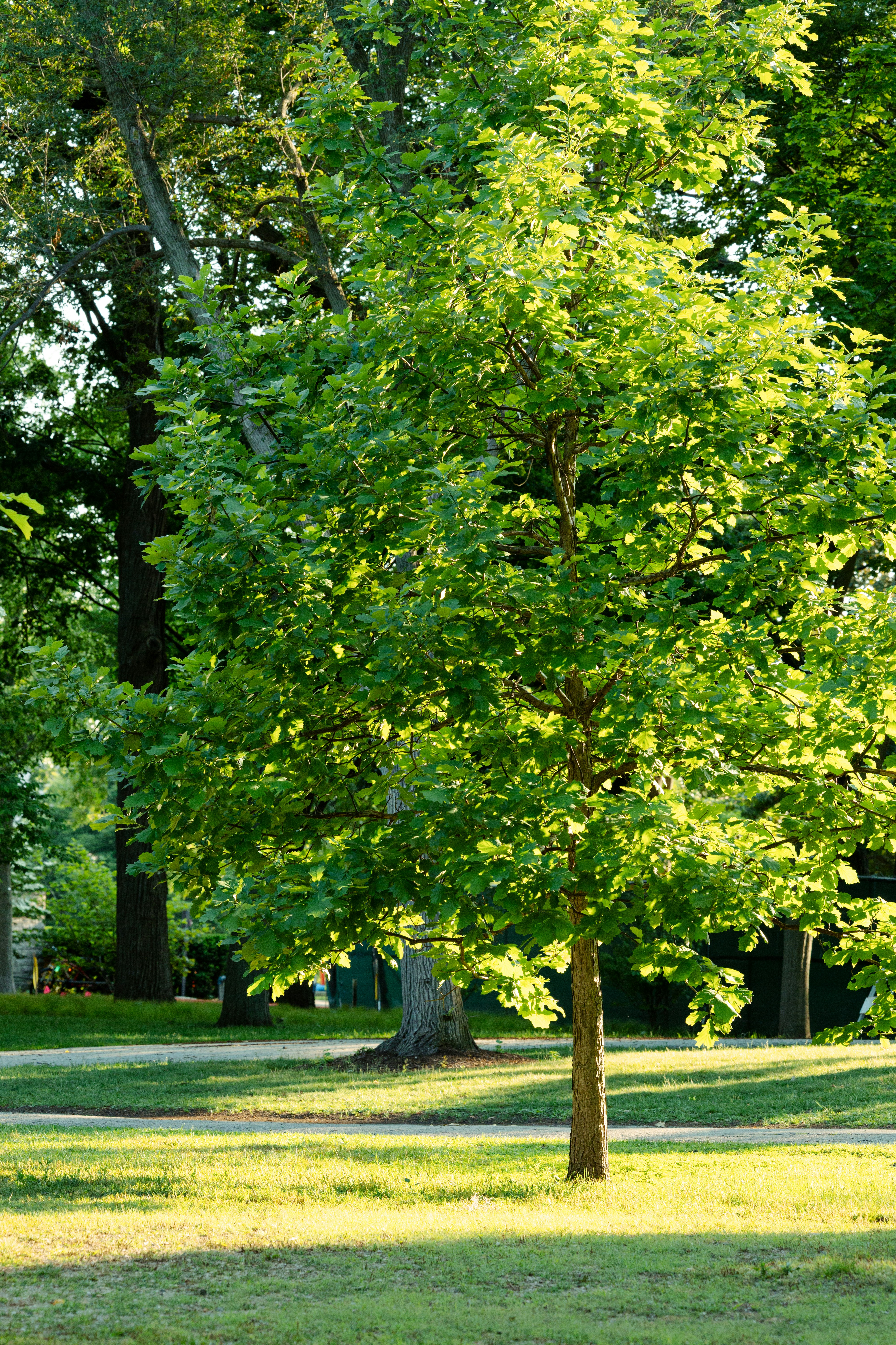Sunlit Maple in aQuiet Park Glow