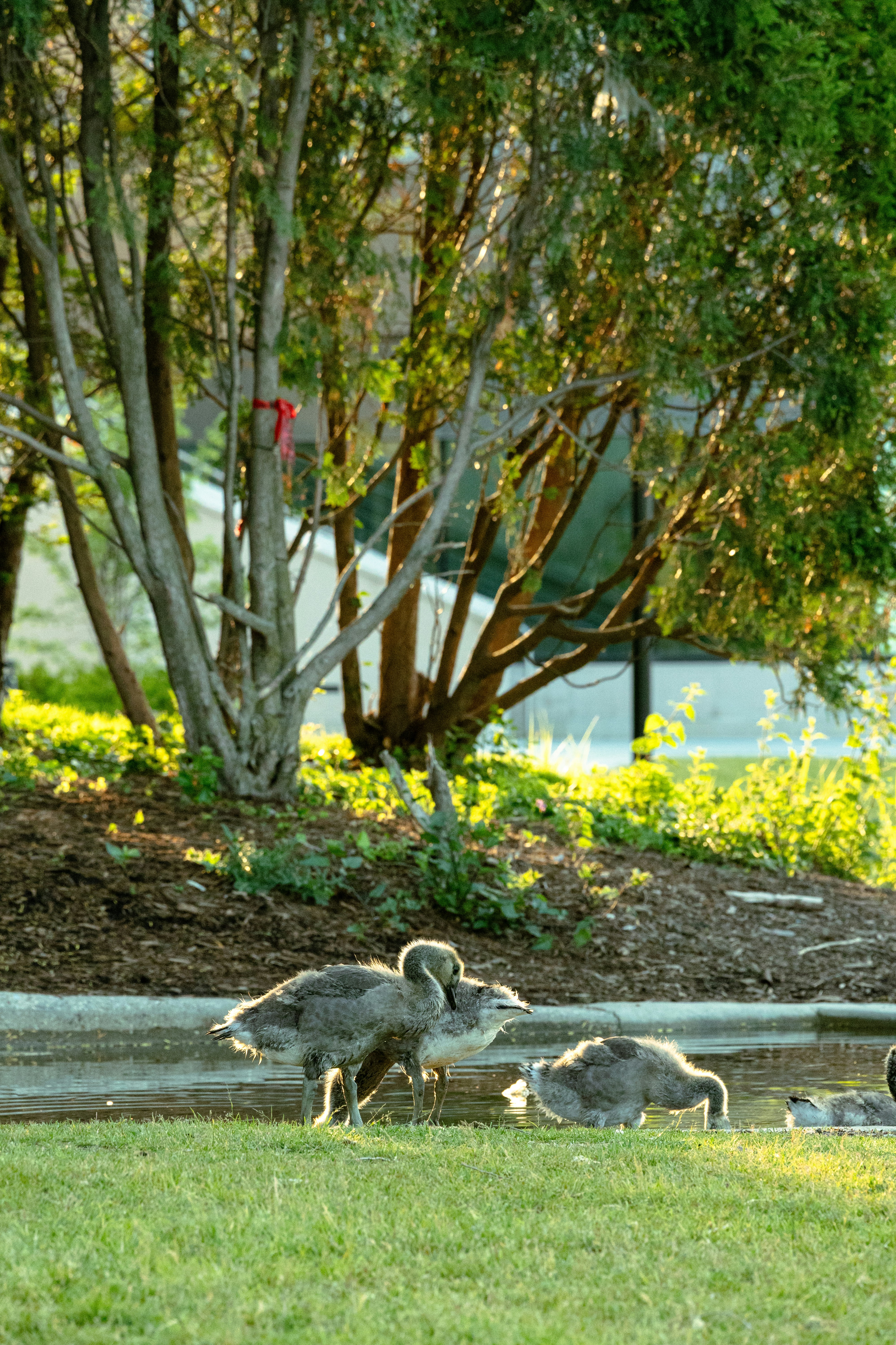 Fluffy Hoppers by the Green Patch