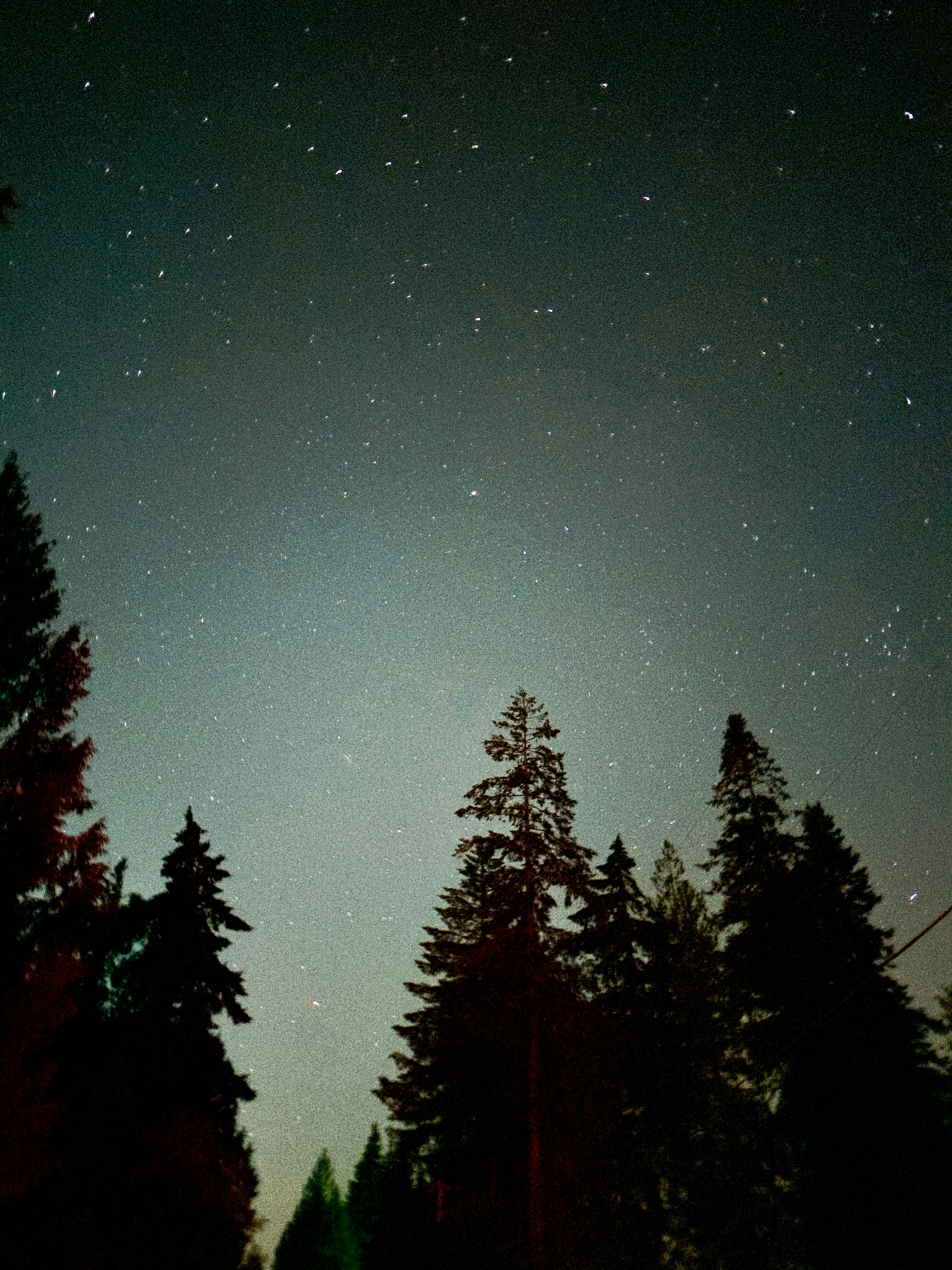Starfall Over Pines: A Quiet Night Sky