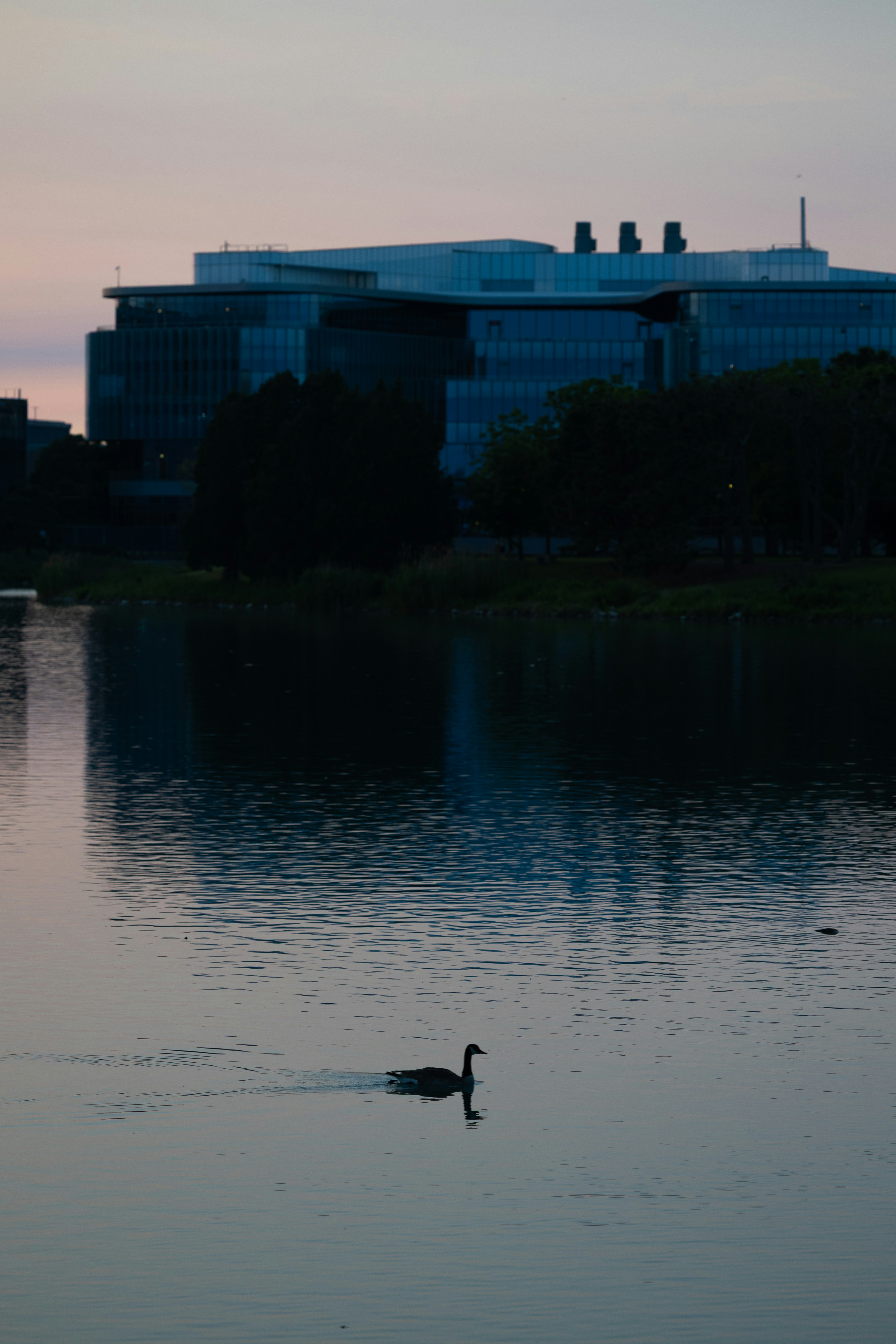 Silhouette of a Waterfowl gliding past a modern riverside complex at blue hour