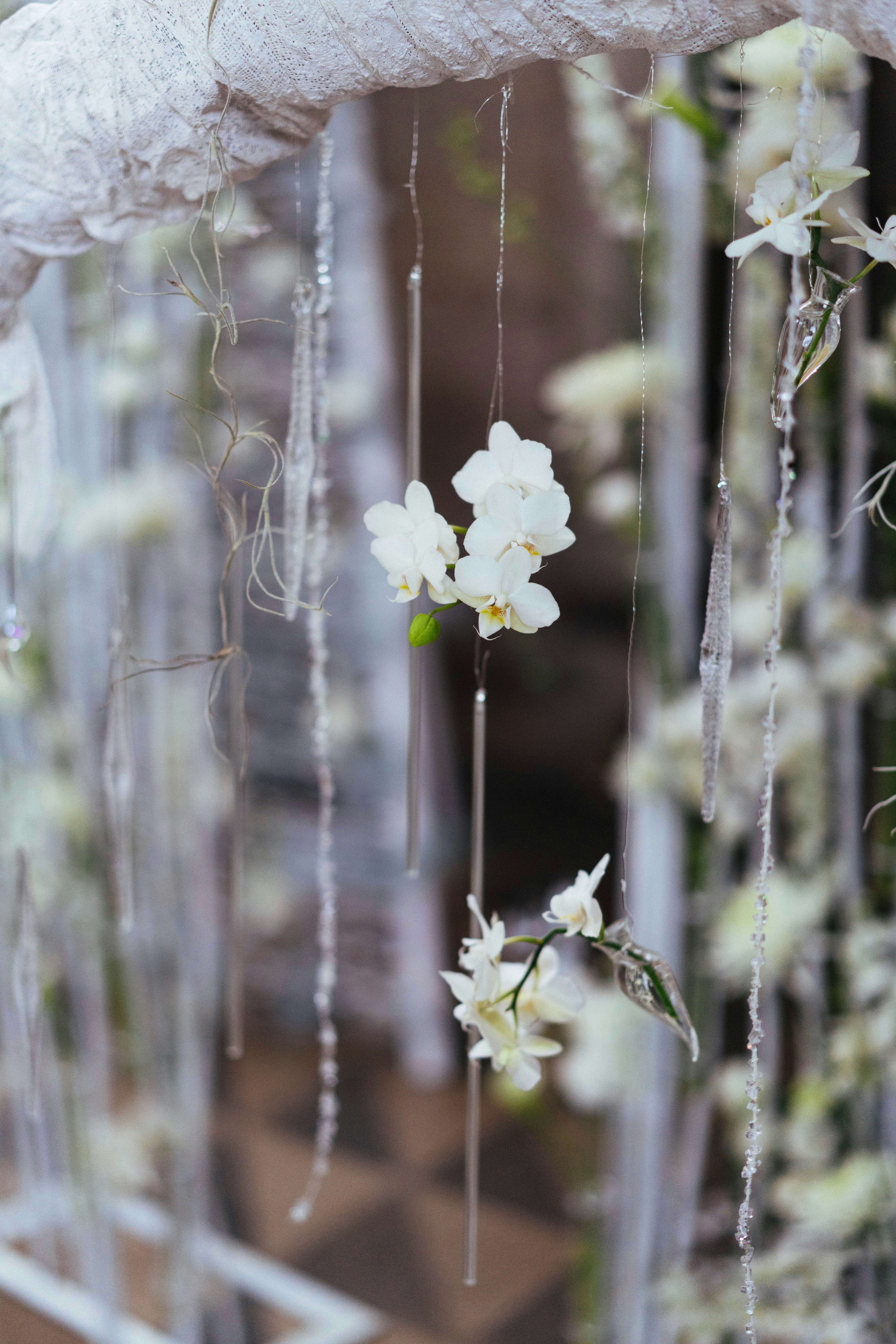 Whispers of White Orchids in a Velvet Curtain of Vines