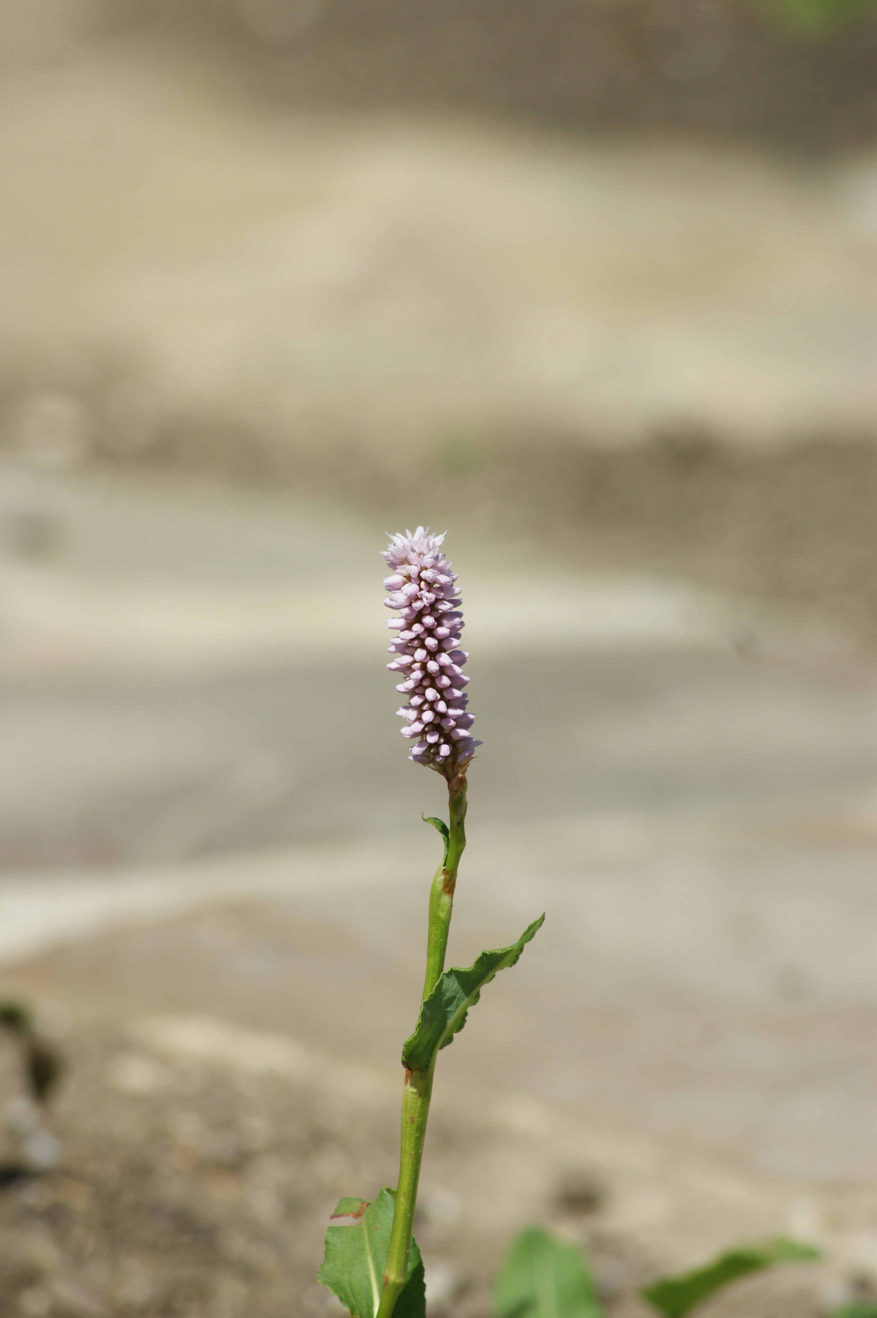 Single Pink Bud on a Quiet Trail