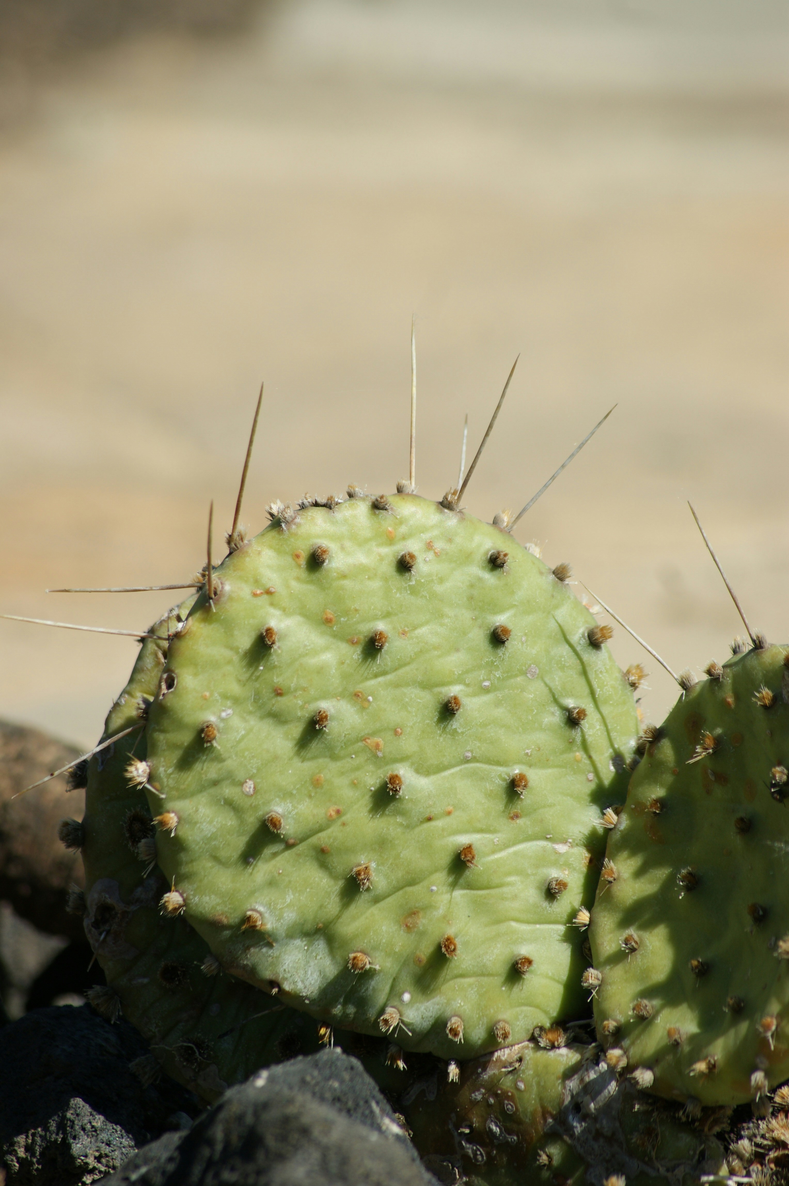 Desert Prickly Pad in Focus: A Sunlit Opuntia Portrait