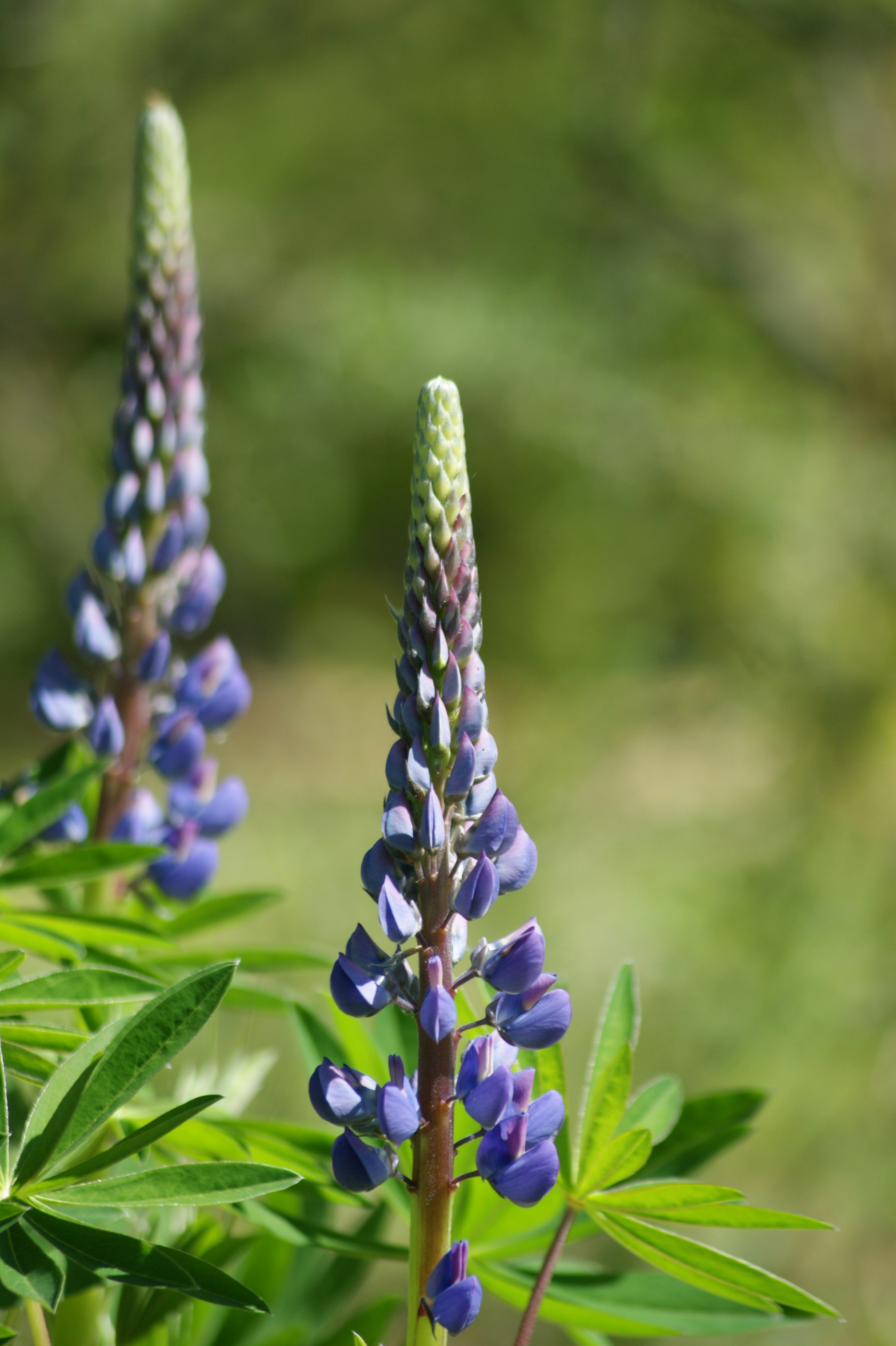Purple Lupine Peak: A Close-Up of Blooming Spires in Soft Focus