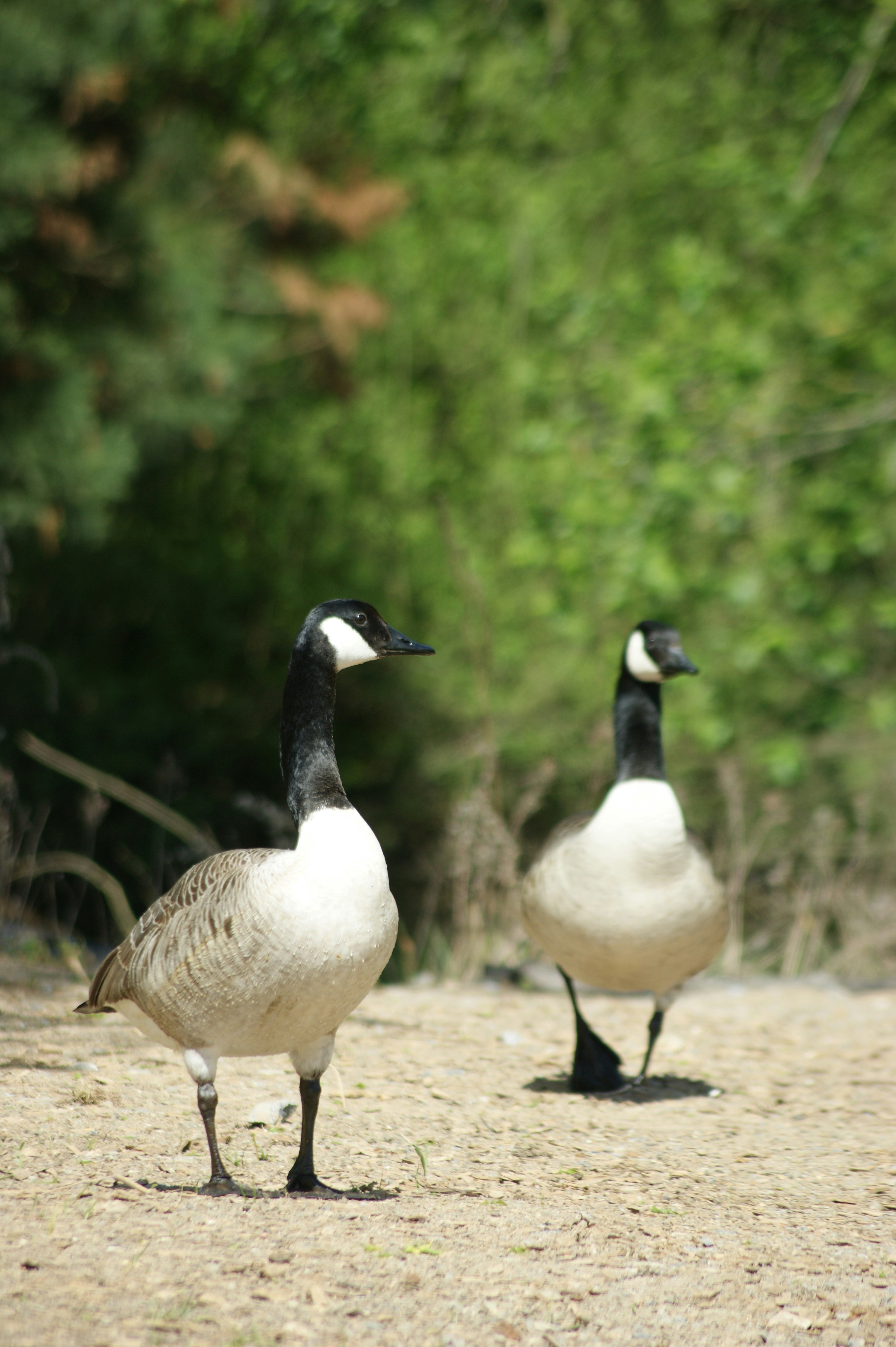 Two Canada Geese Patrol the Sunlit Shoreline