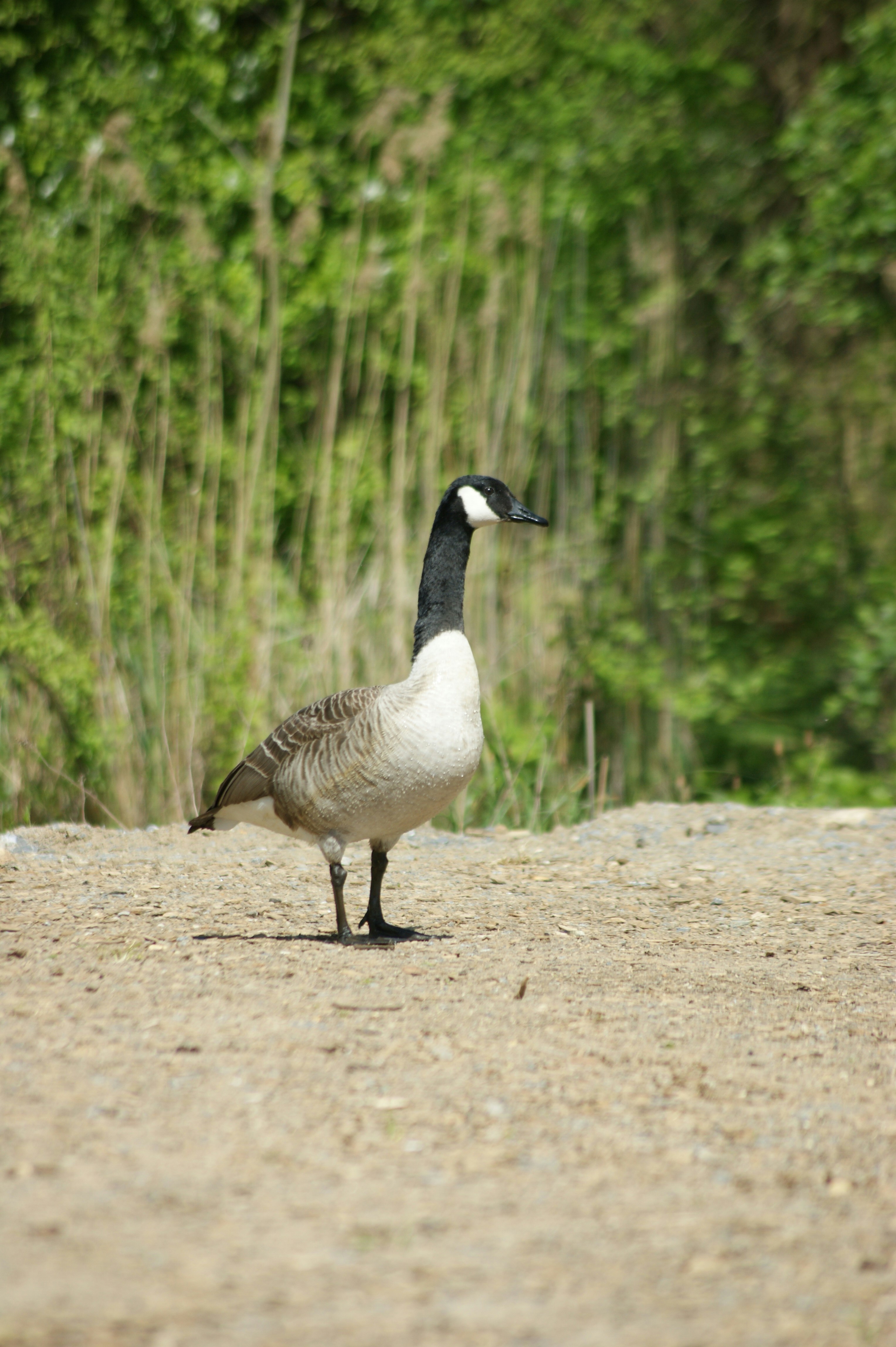 Watchful Canadian Goose on a Gravel Riverbank