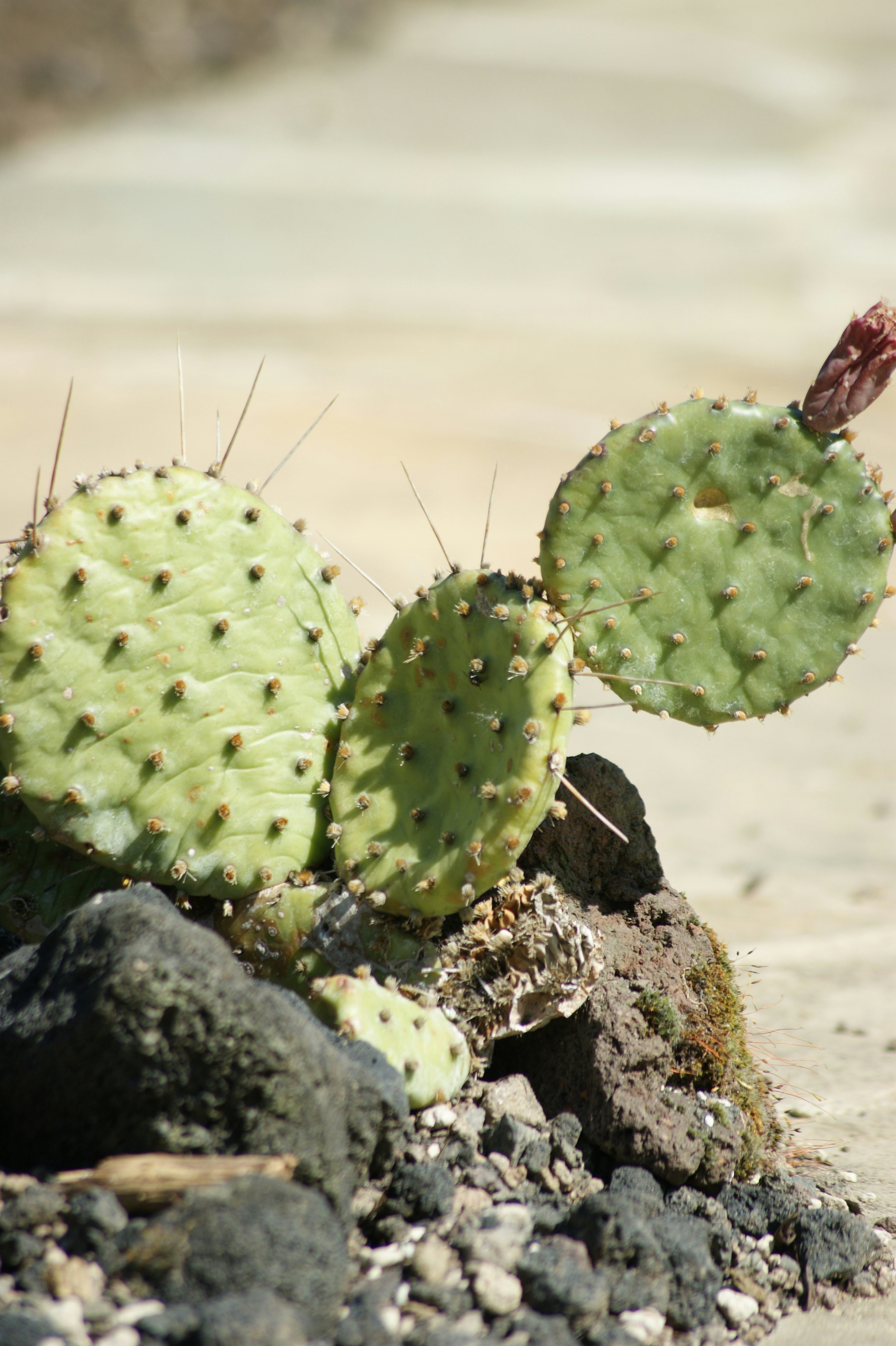 Sunlit Opuntia Cluster Brimming with Texture and Rock Frontage