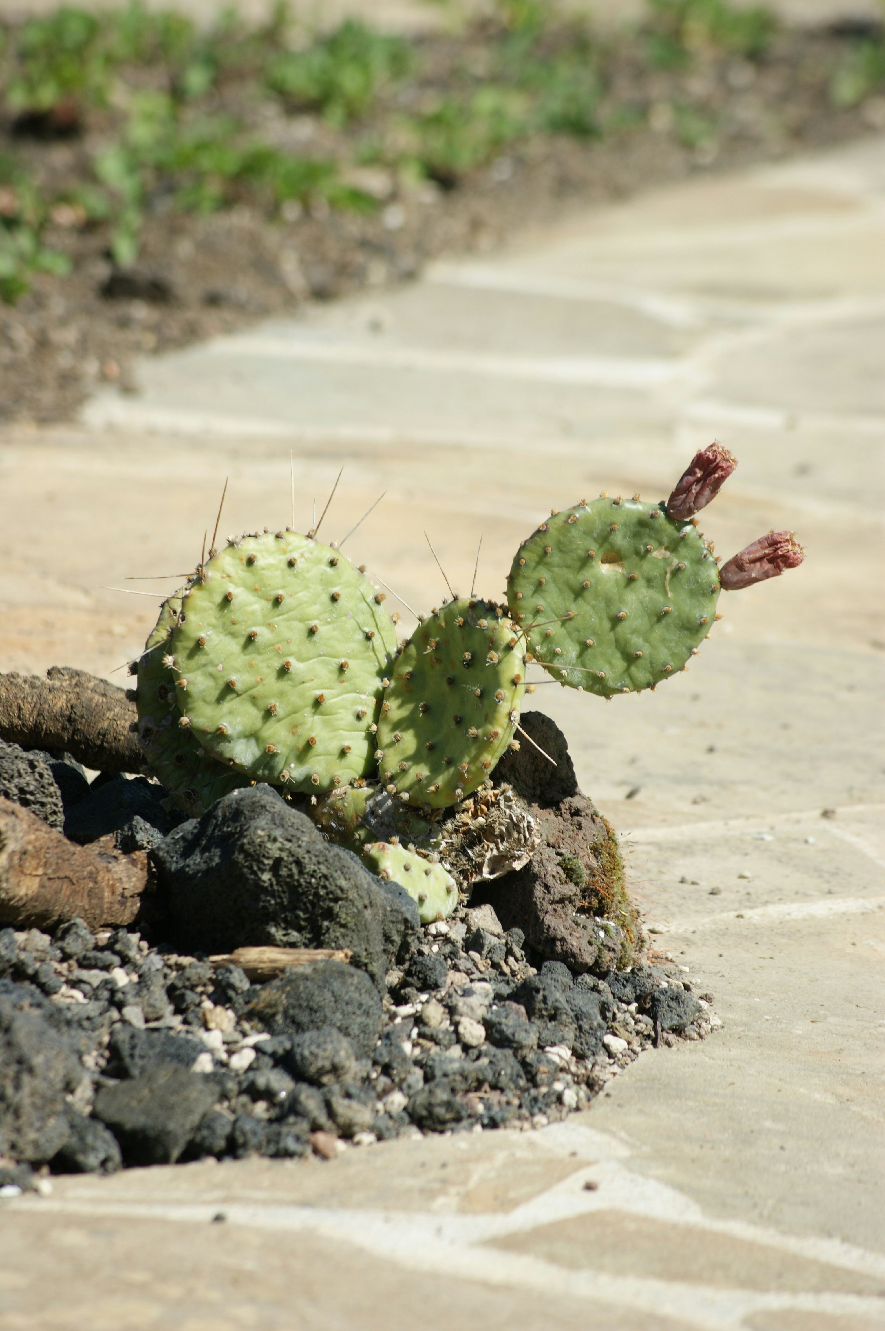 Green Opuntia Emerges from a Stone Border along a Sunlit Path