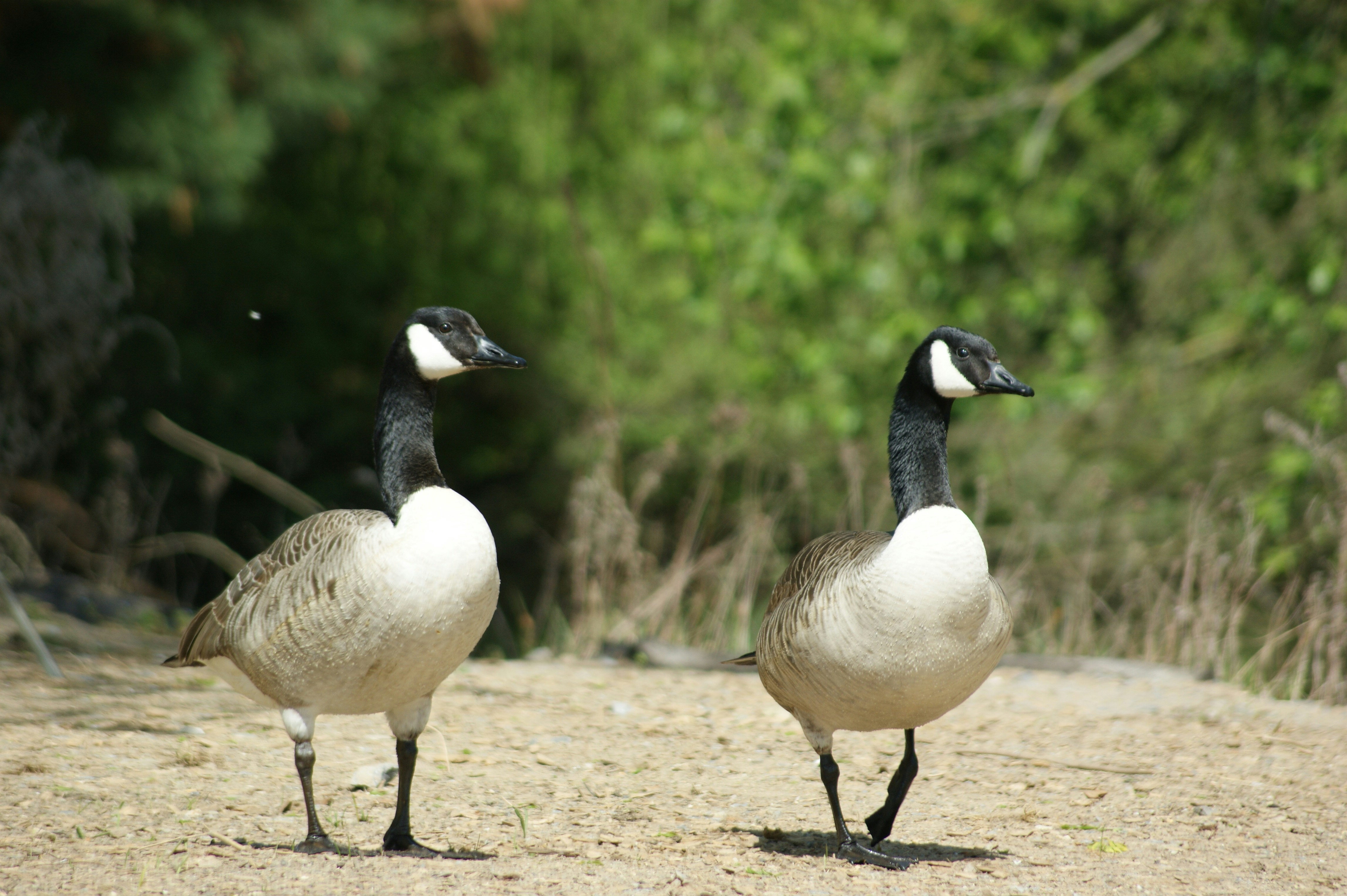 Twin Geese on a Sunlit Shoreline