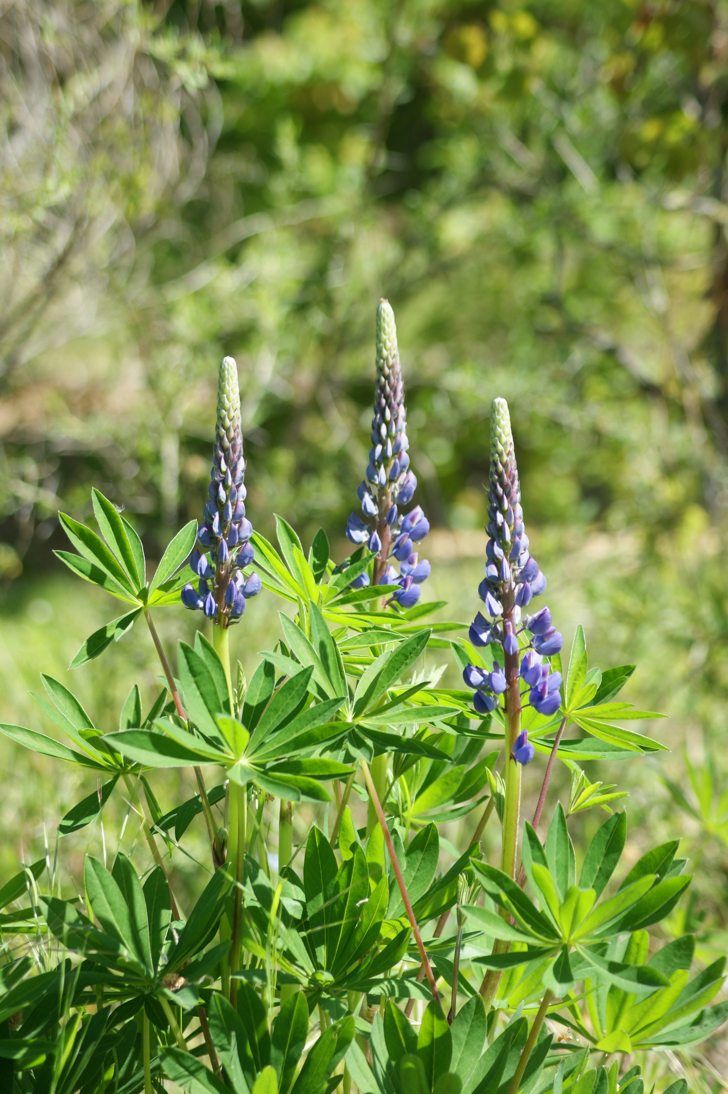 Lupin Choir: Indigo Spires Reaching Toward the Sun