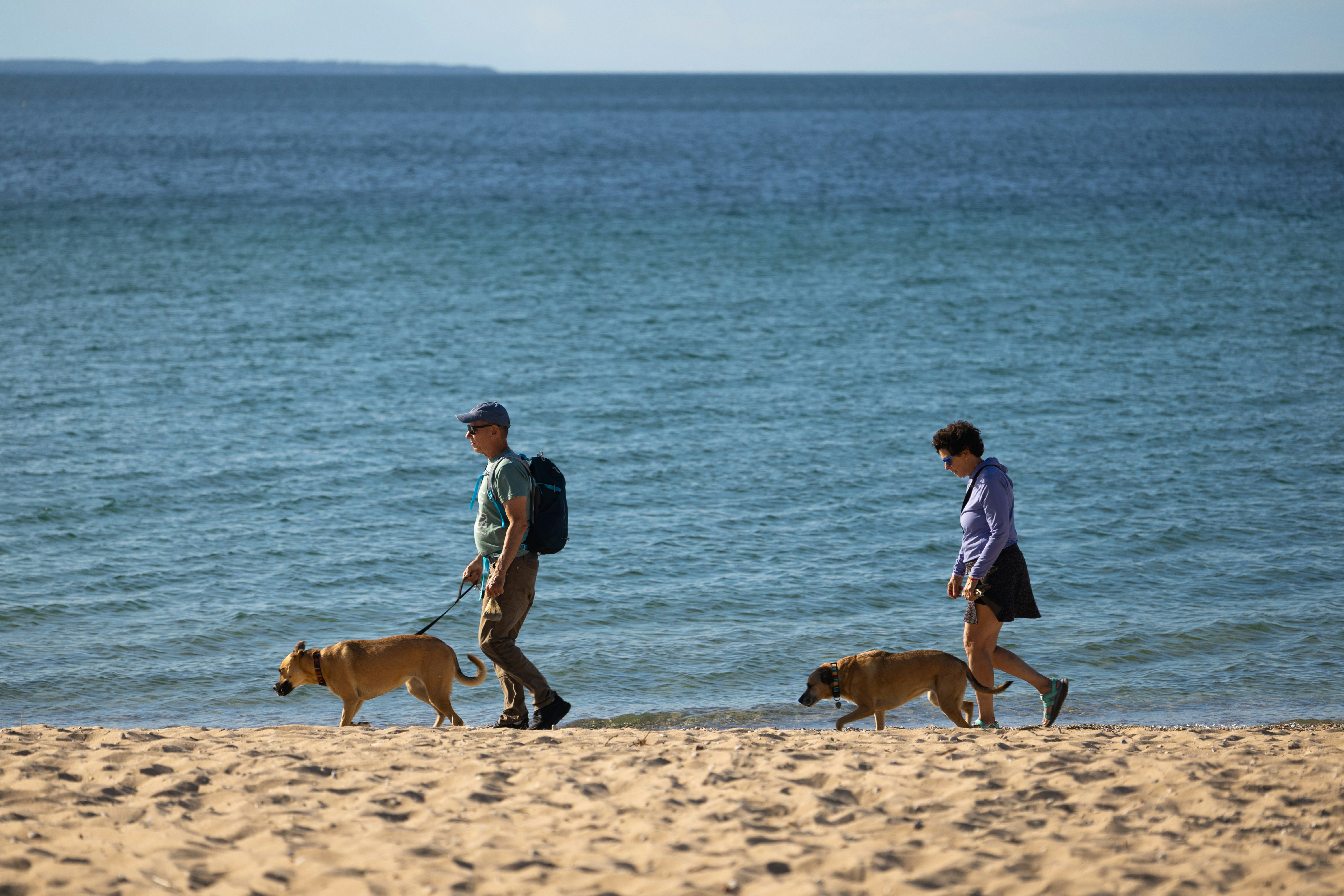 Beach-side Stroll: Two Walkers with Dogs Along the Shore
