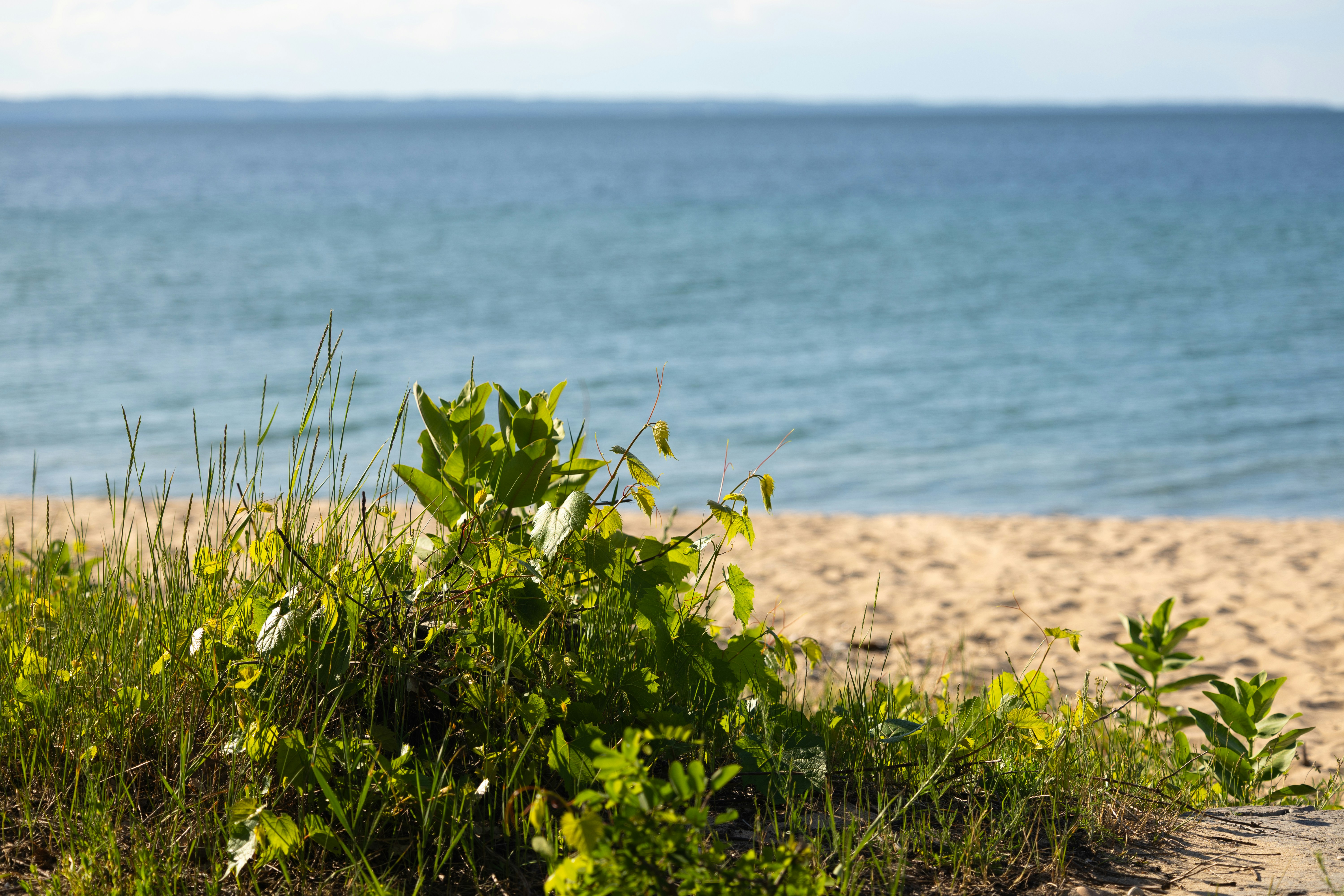 Sea Breeze and Greenery: A Sunlit Beachfront Close-Up