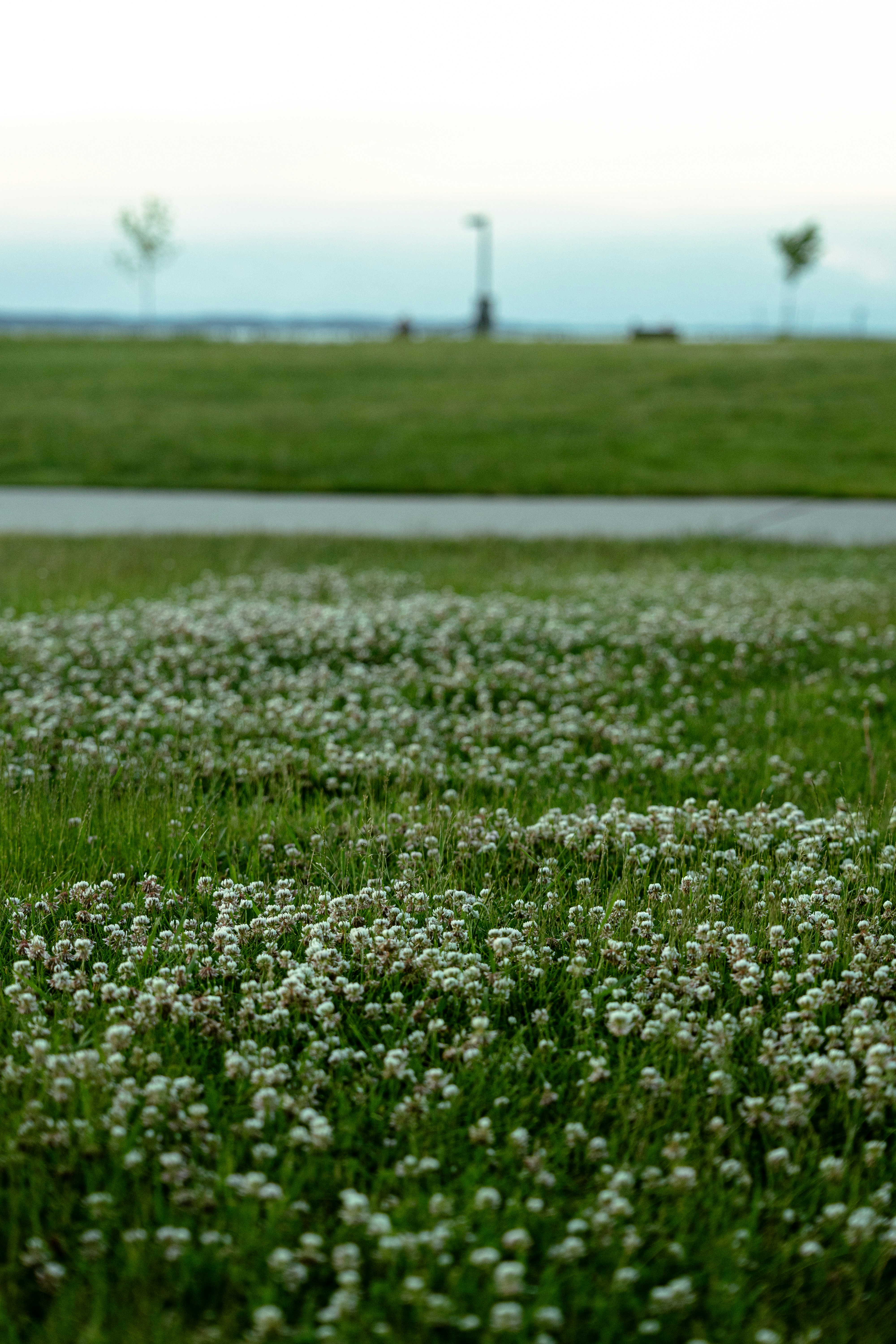 Field of Quiet Blooms Under a Distant Horizon