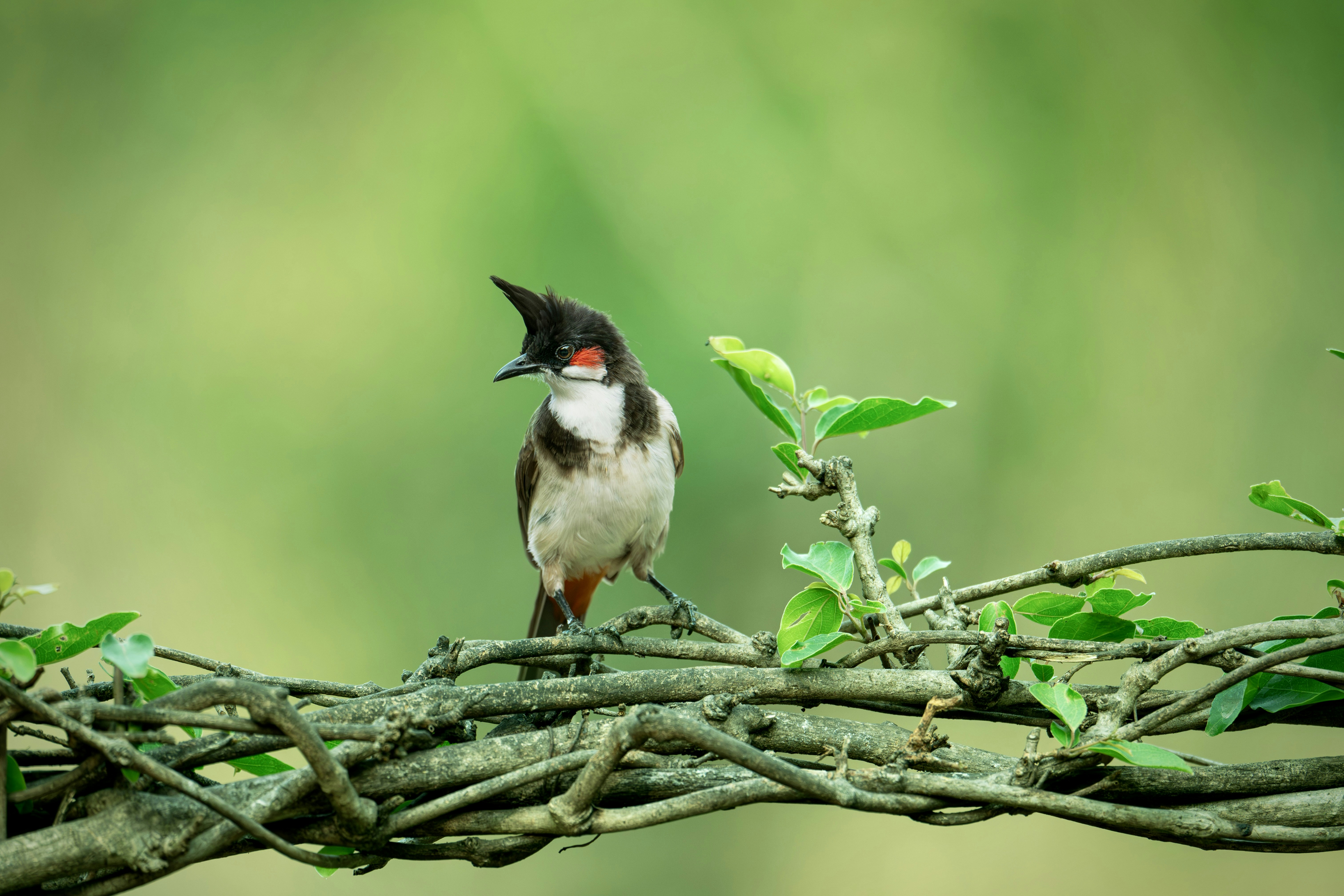 Small bird with a striking red cheek perches on intertwined branches, set against a softly blurred green background. A natural, candid wildlife capture emphasizing the subject and textured perch.